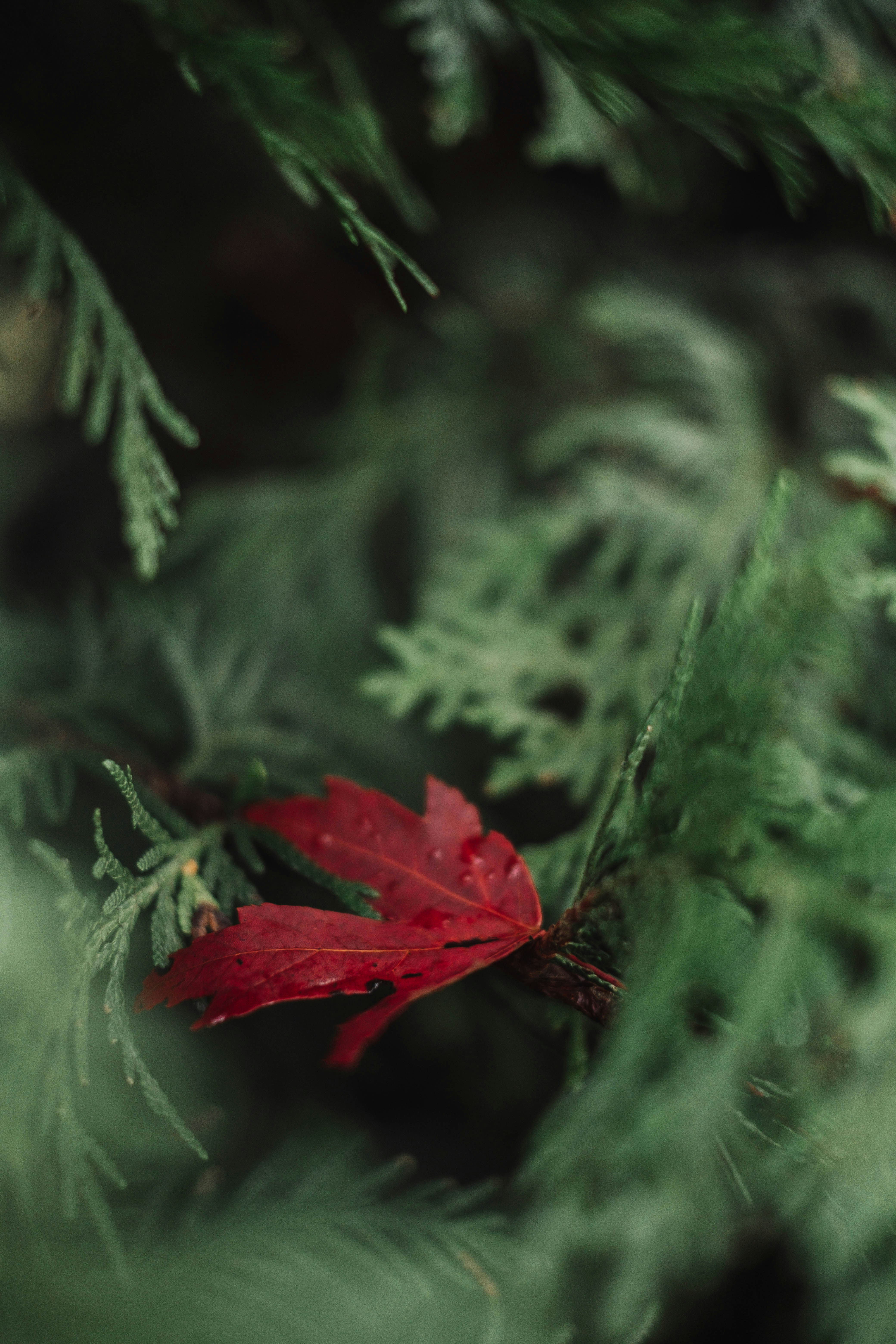 Crimson Leaf Among Green Veils: A Quiet Macro Moment