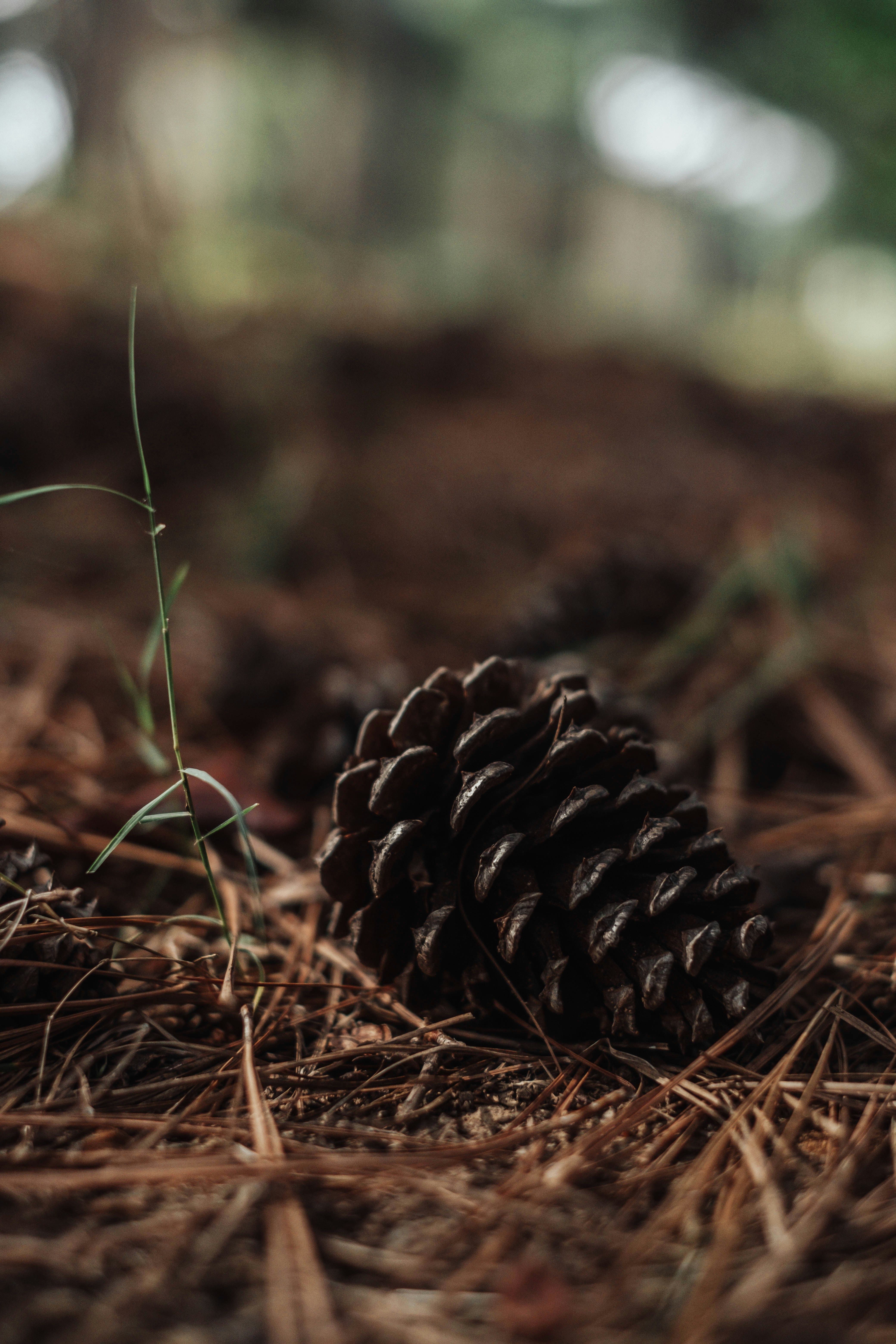 a small pine cone sitting on the ground