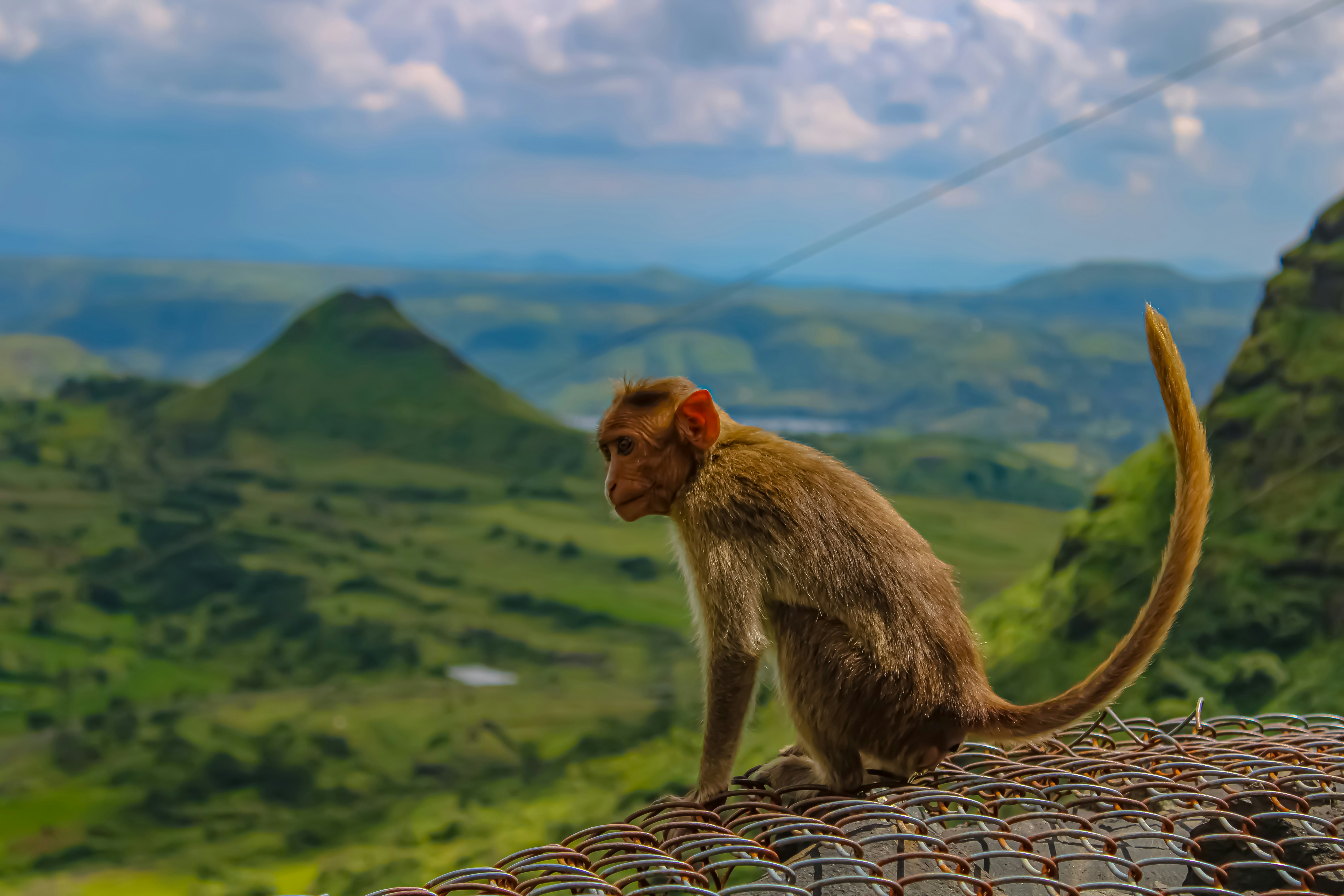 The Watchful Guardian of the Hills