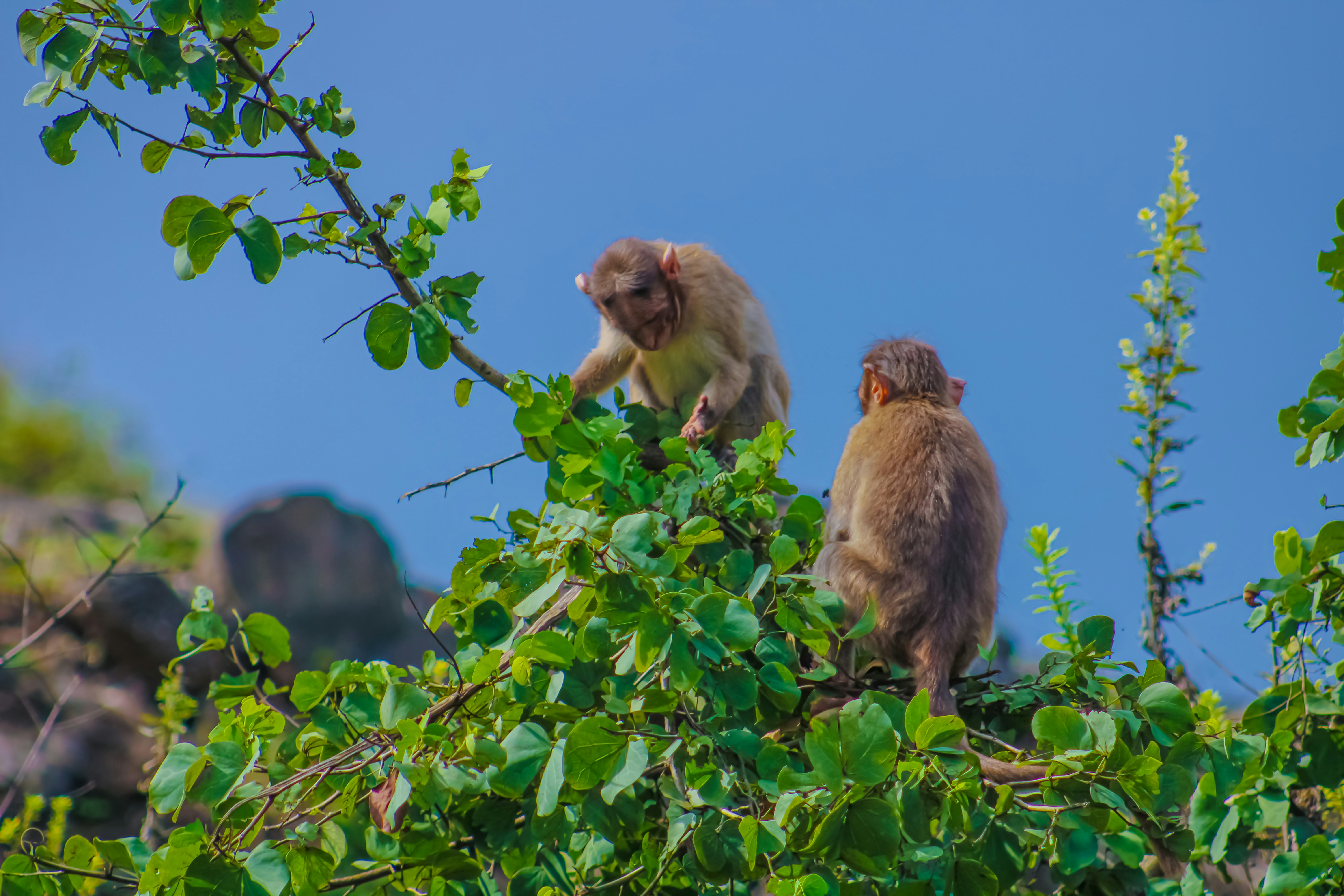 A couple of monkeys sitting on top of a tree photo – Free Animals Image ...