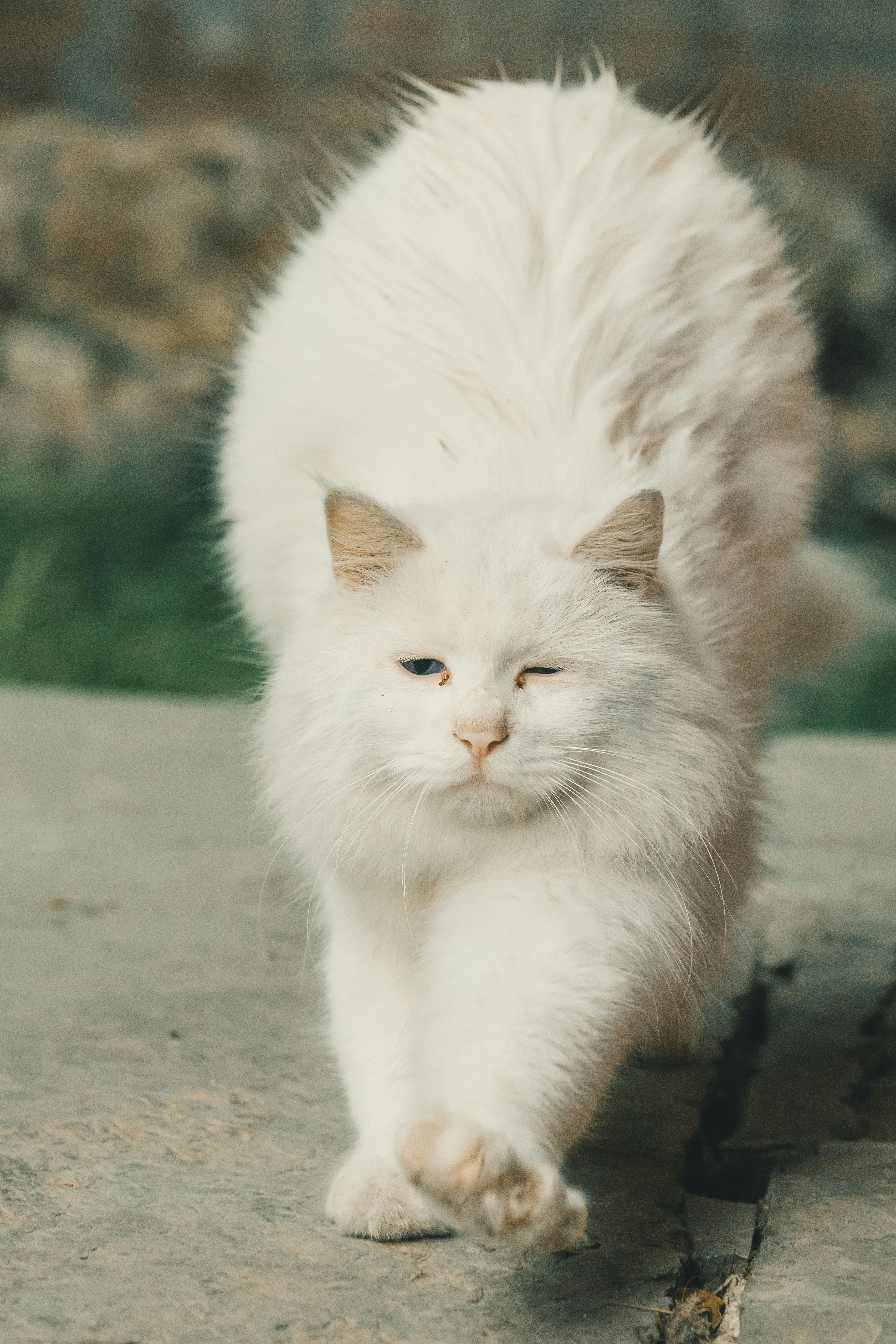 A white cat walking across a cement surface photo – Free Beijing Image ...