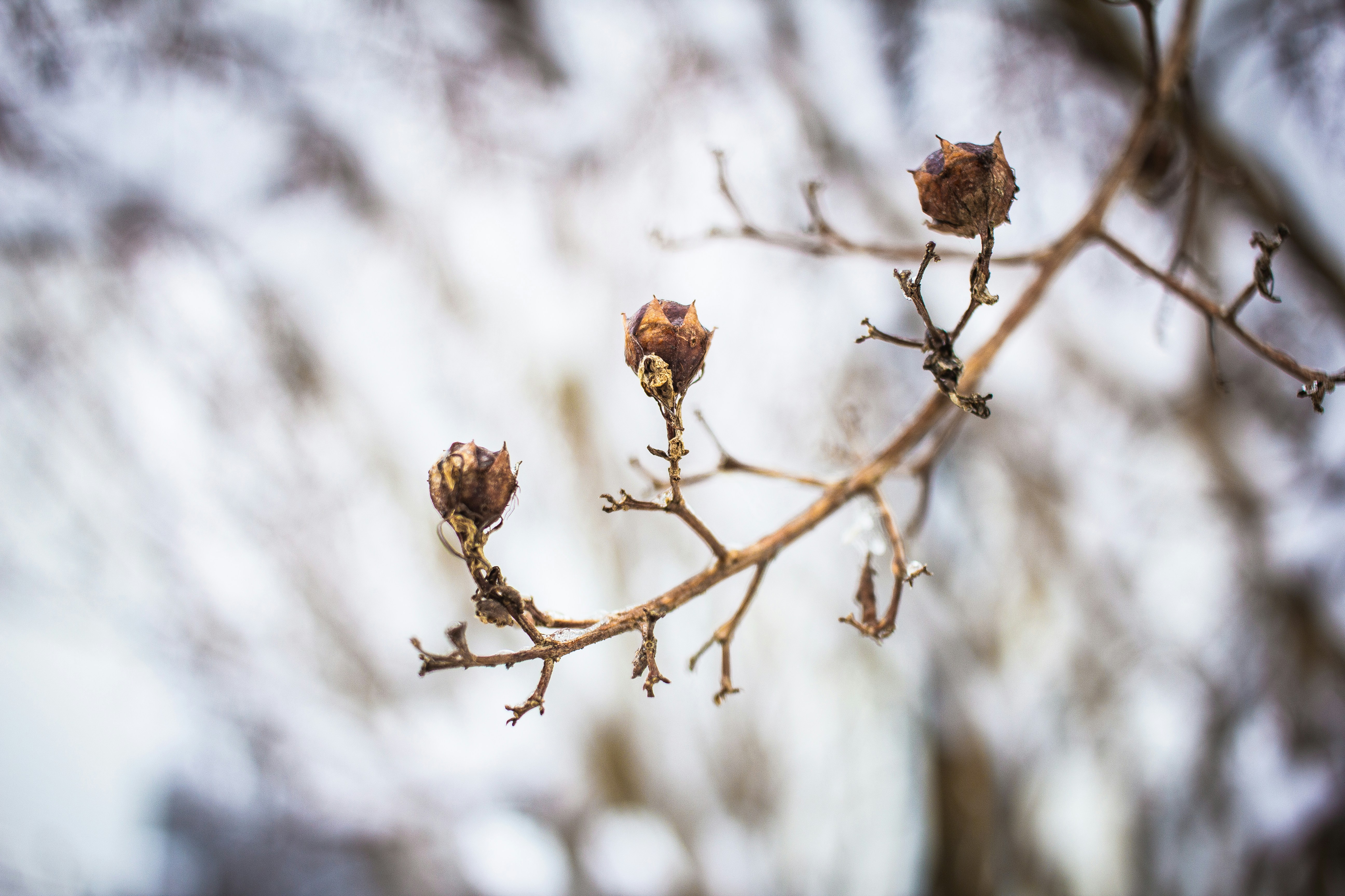 Bare tree branch with three dried seed pods against a blurred snowy background.
