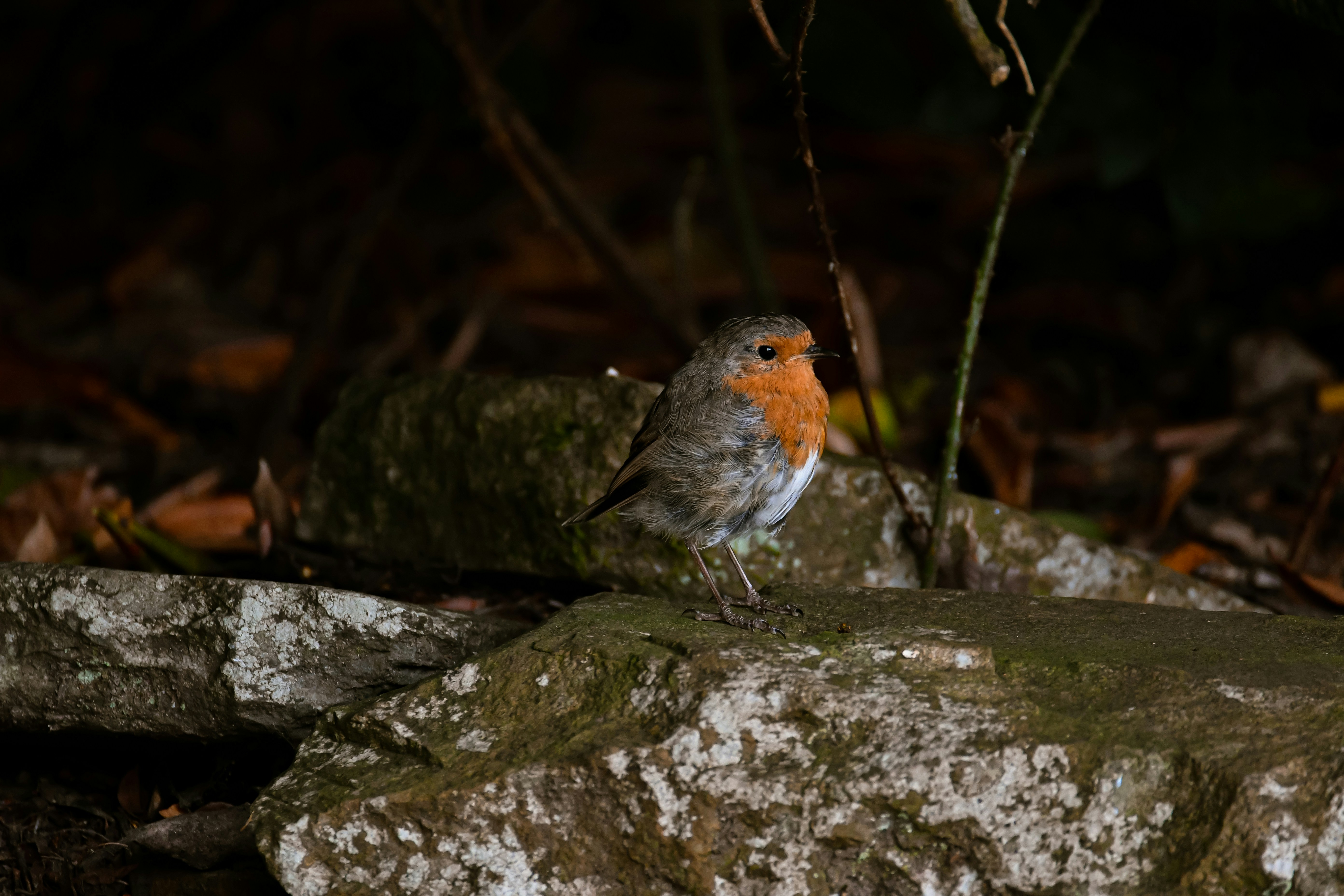 A robin in the undergrowth