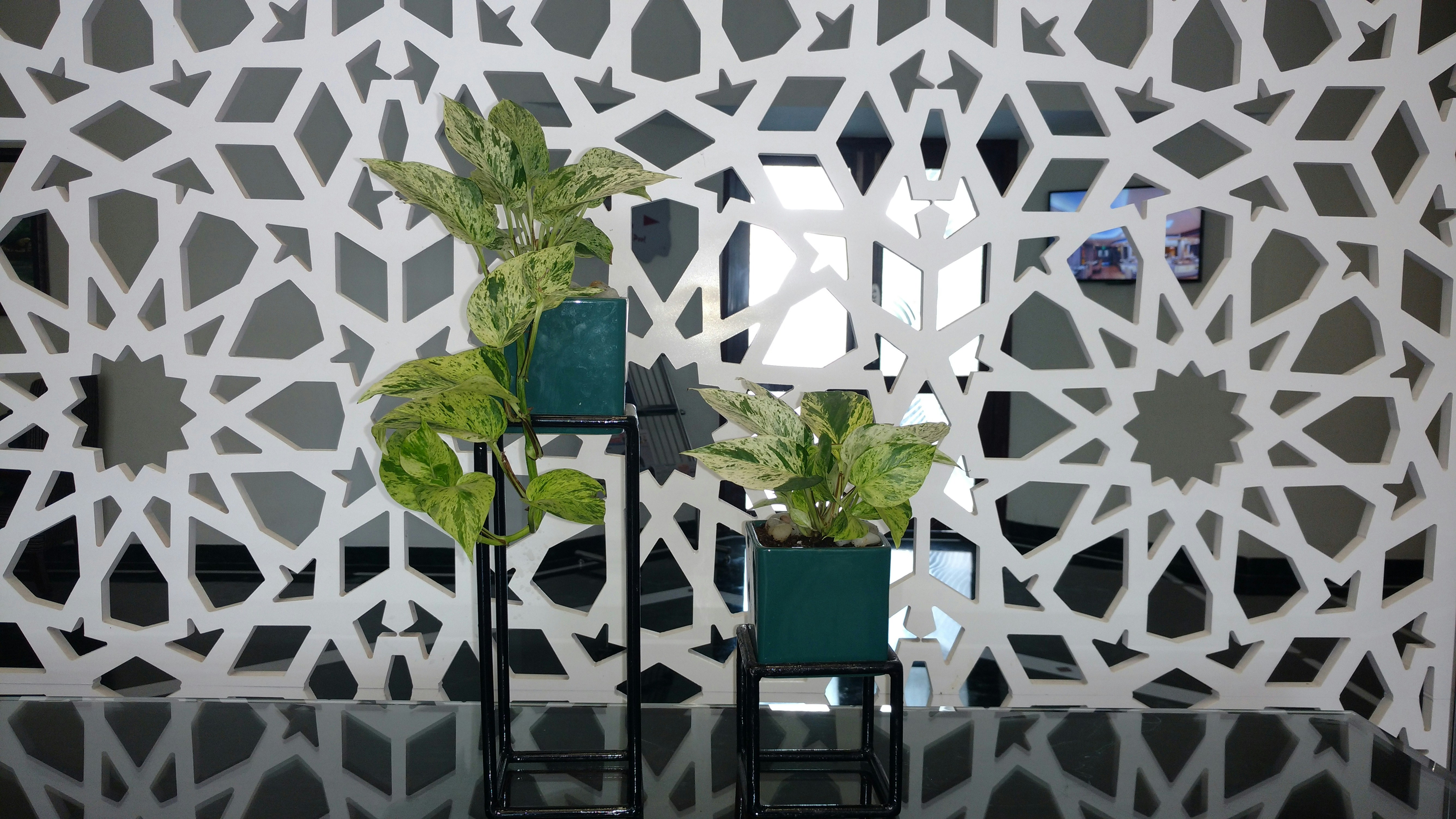Two potted plants on dark stands against an intricate geometric patterned backdrop.