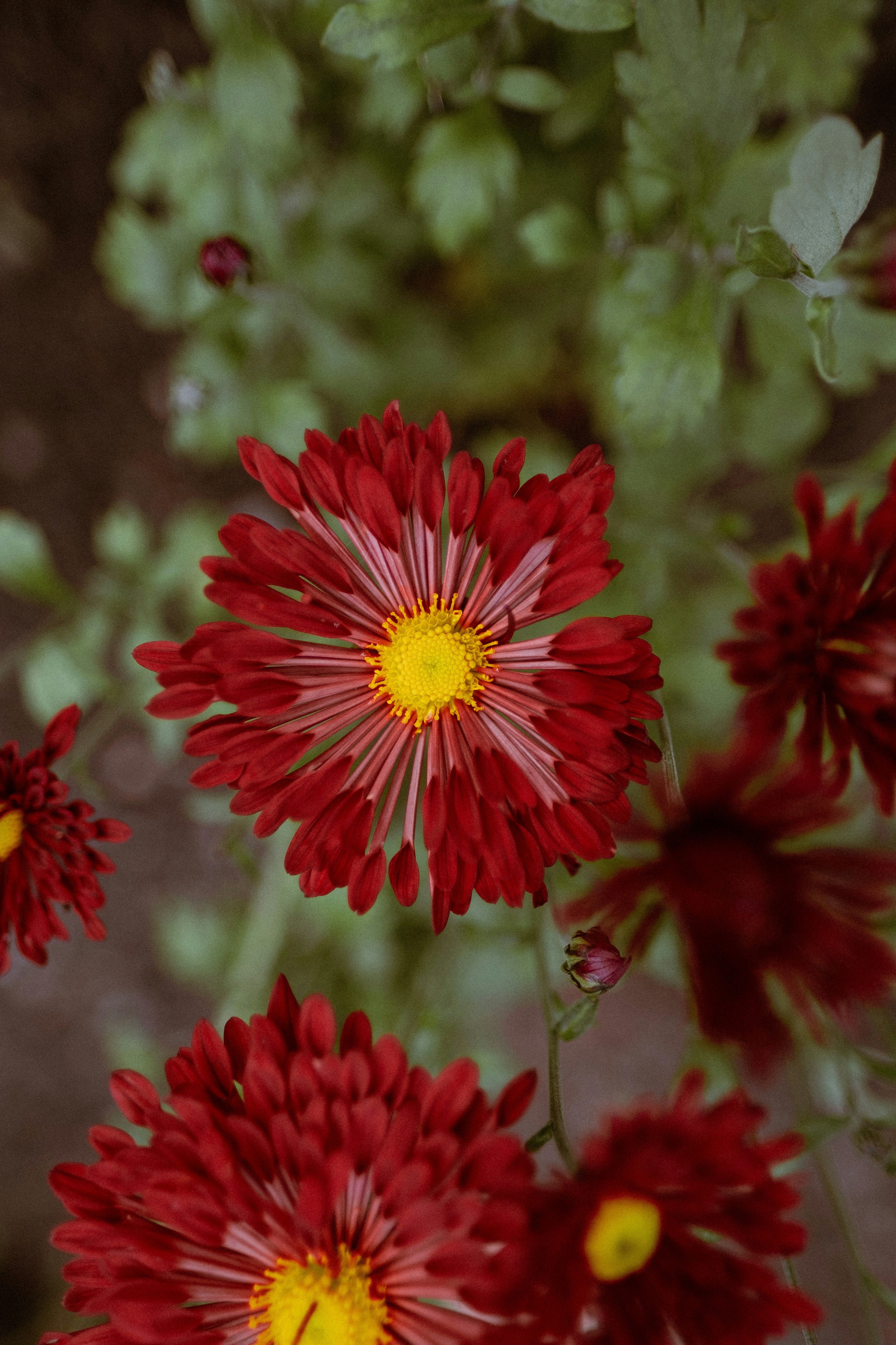 a bunch of red flowers with yellow centers
