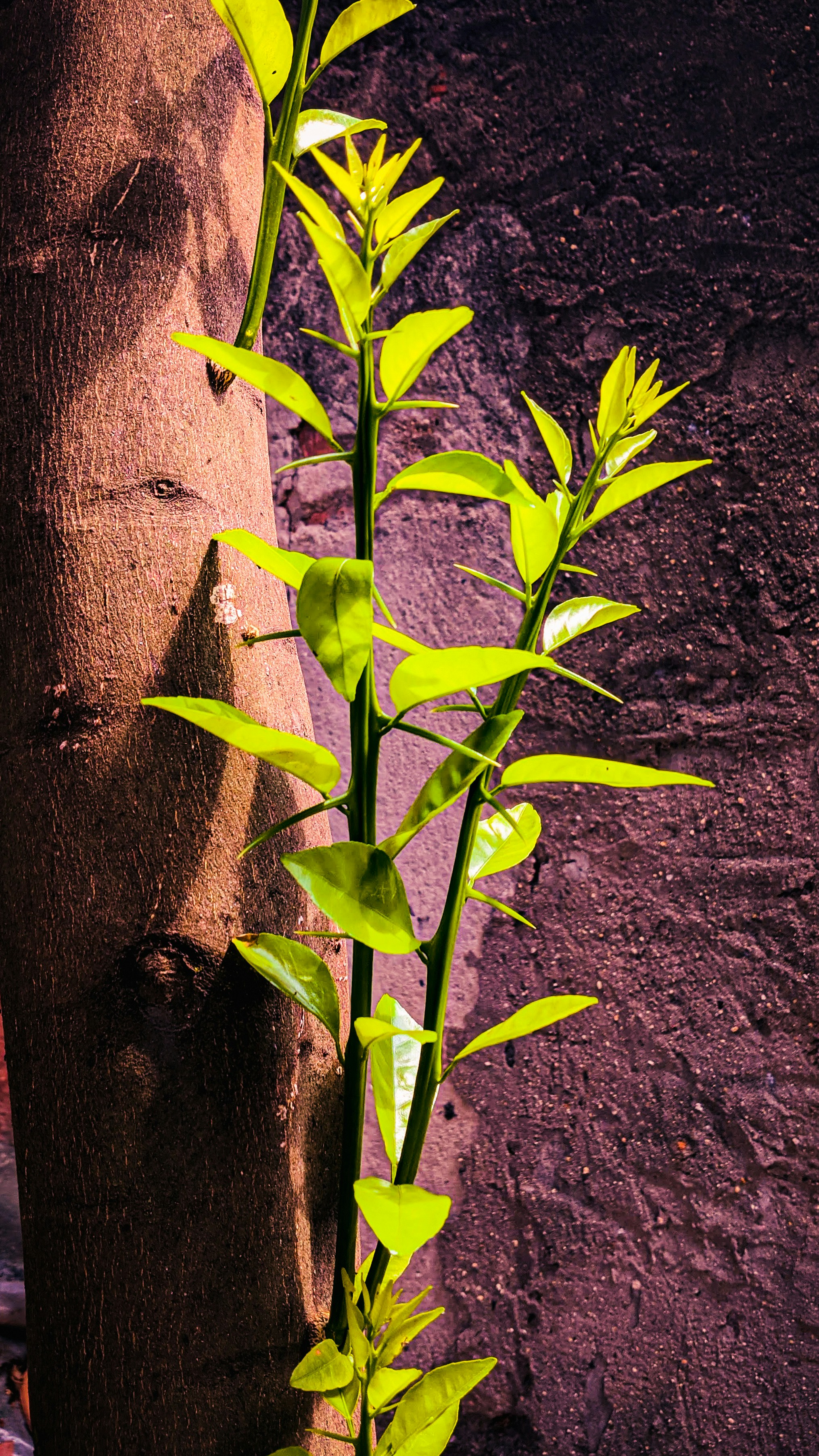 Leonardo de Assis (@milkyway212) | Unsplash 사진 커뮤니티