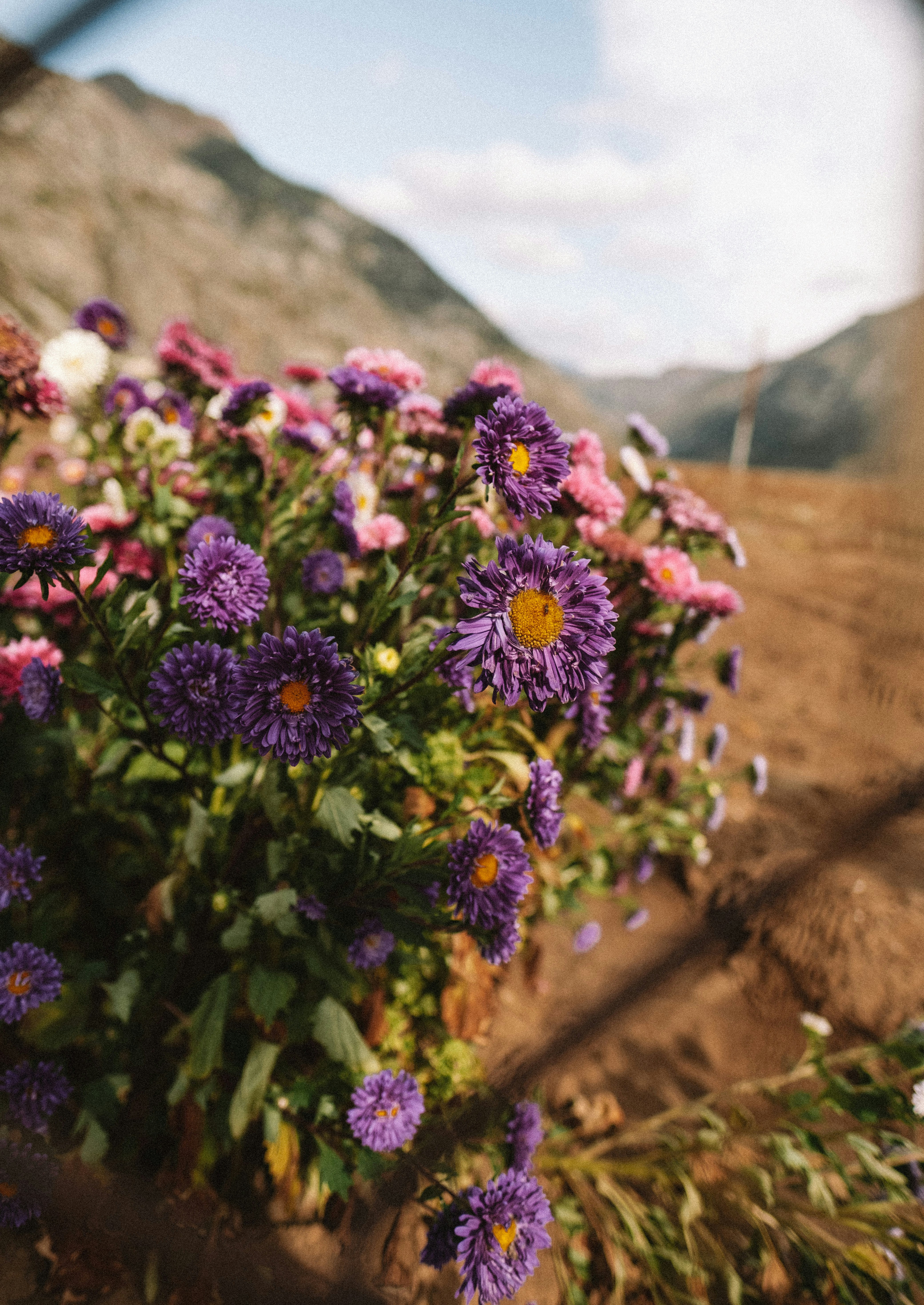 Vibrant Blooms Amidst Nature's Canvas