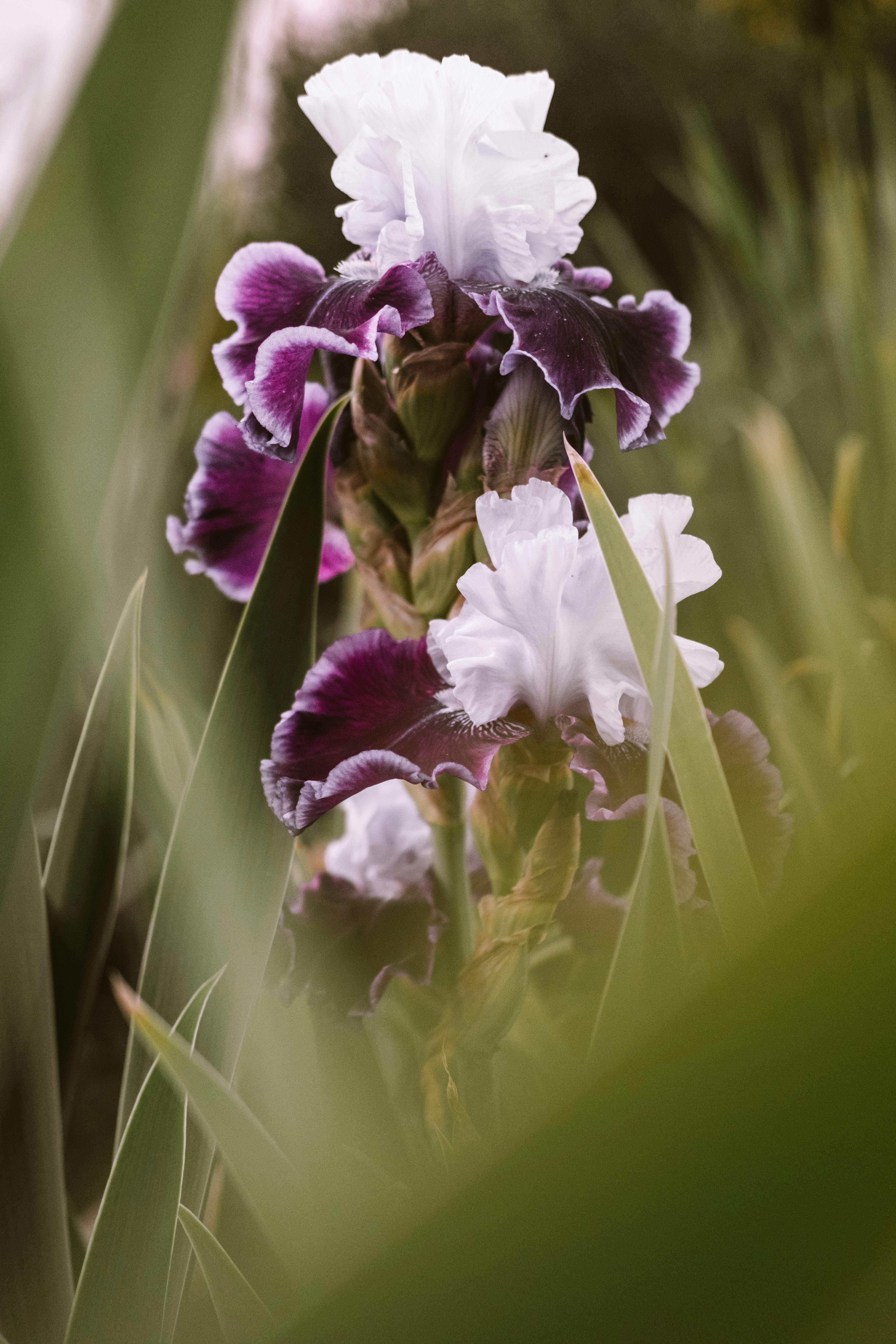Bearded Iris in Focus: White and Violet Blooms Breaking Through a Green Veil