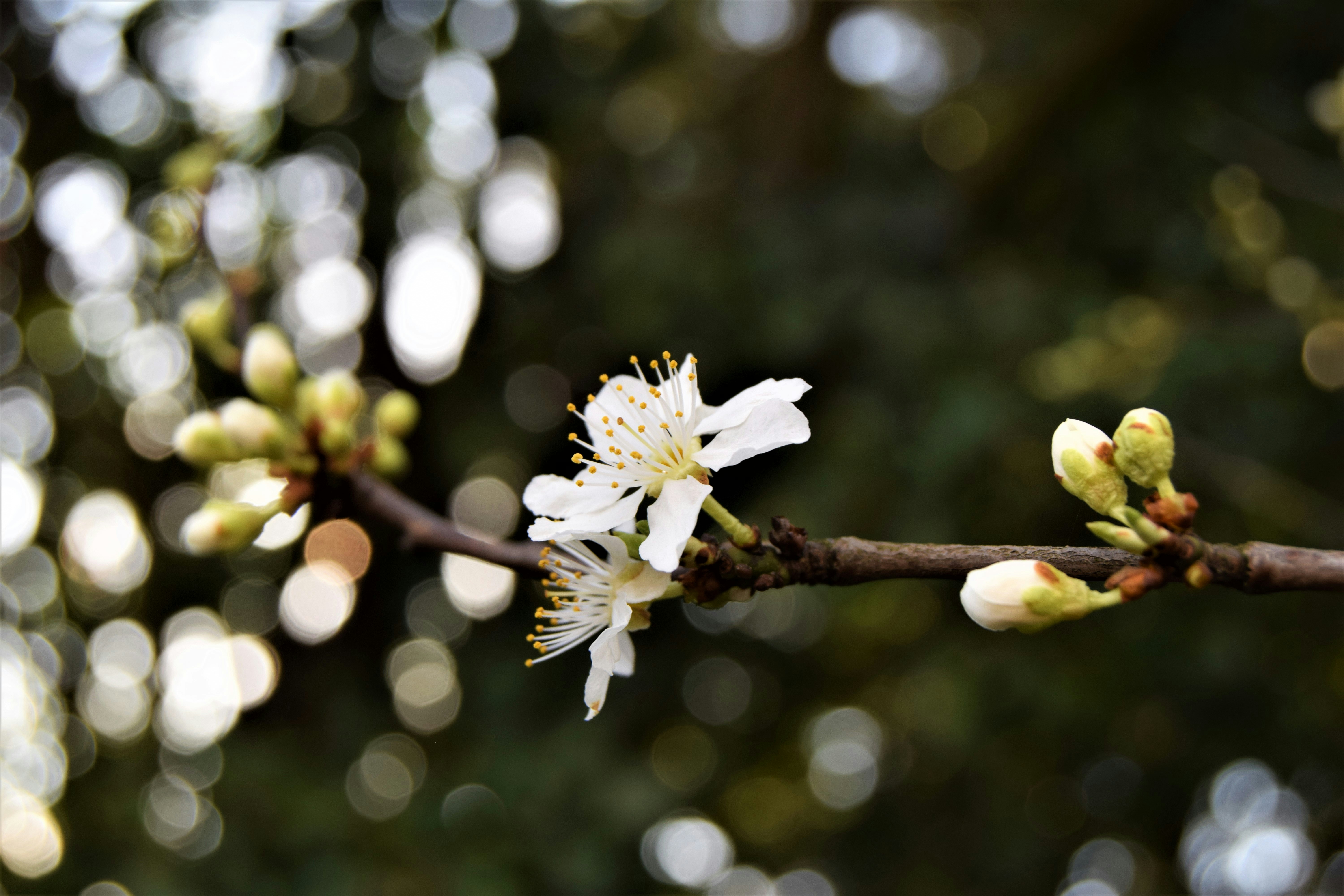 Blooming cherry blossoms on branch.