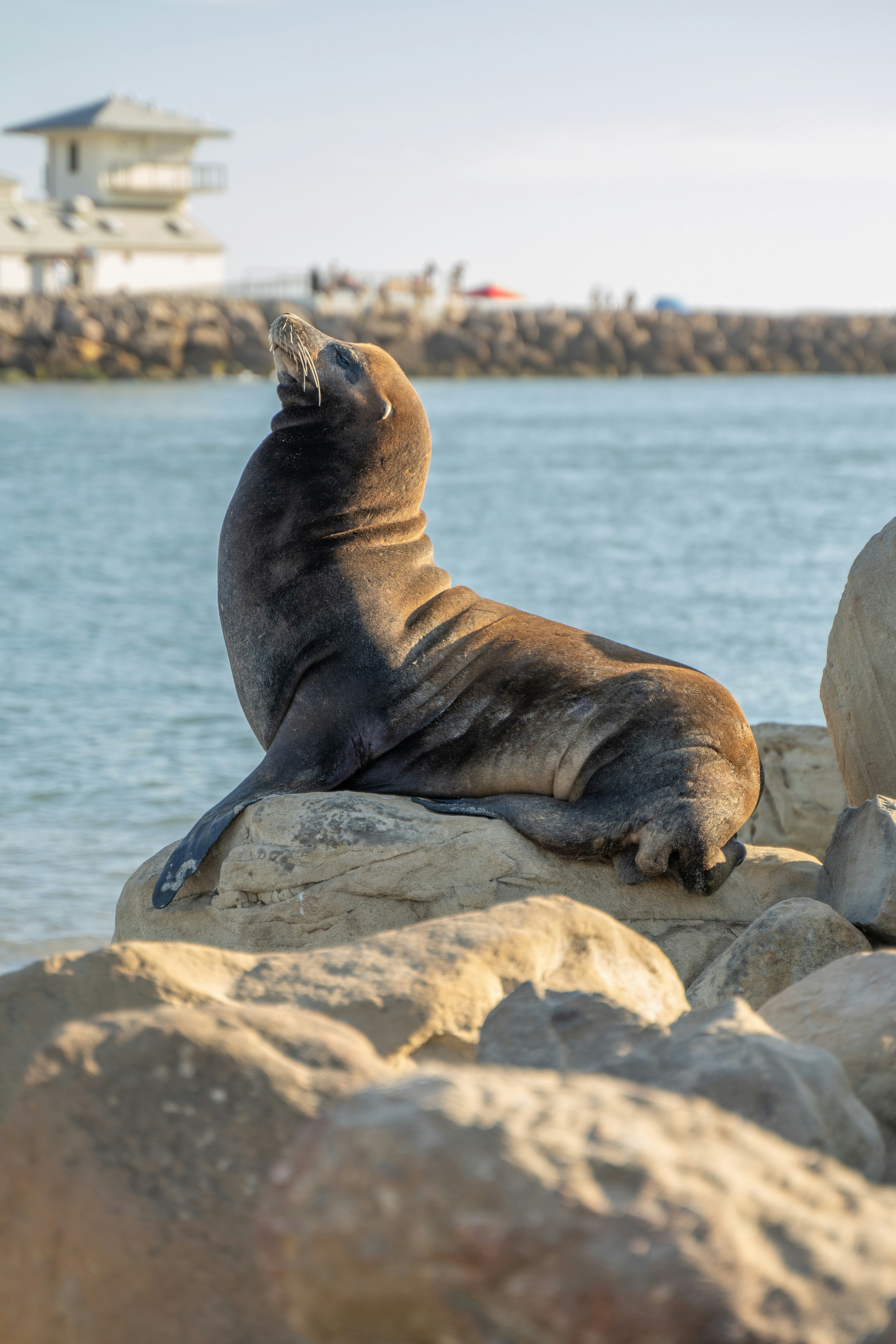 A sea lion basking on sunlit rocks by the water, exuding tranquility and confidence. The coastal backdrop adds to the serene atmosphere.
