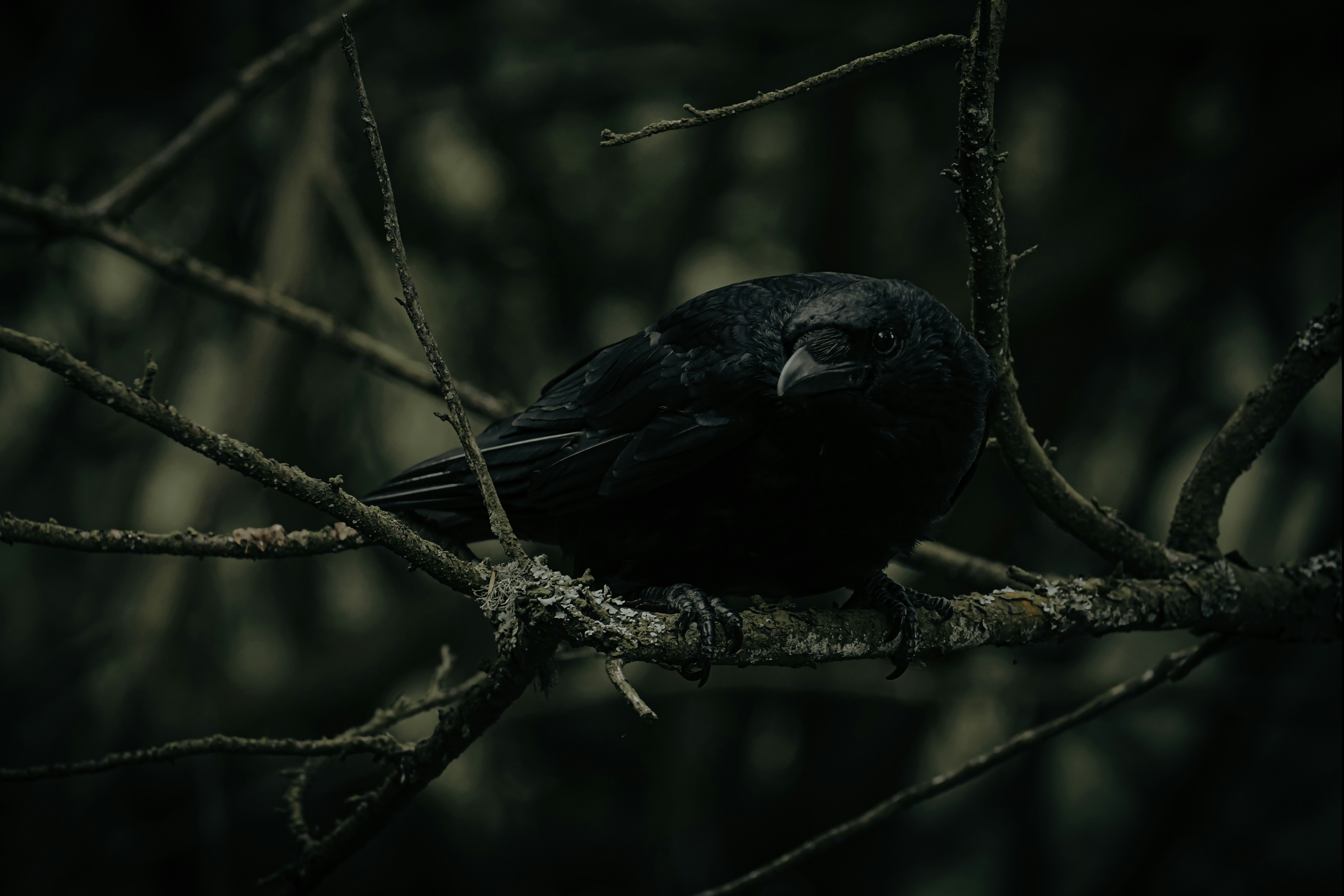 A crow watching from the trees