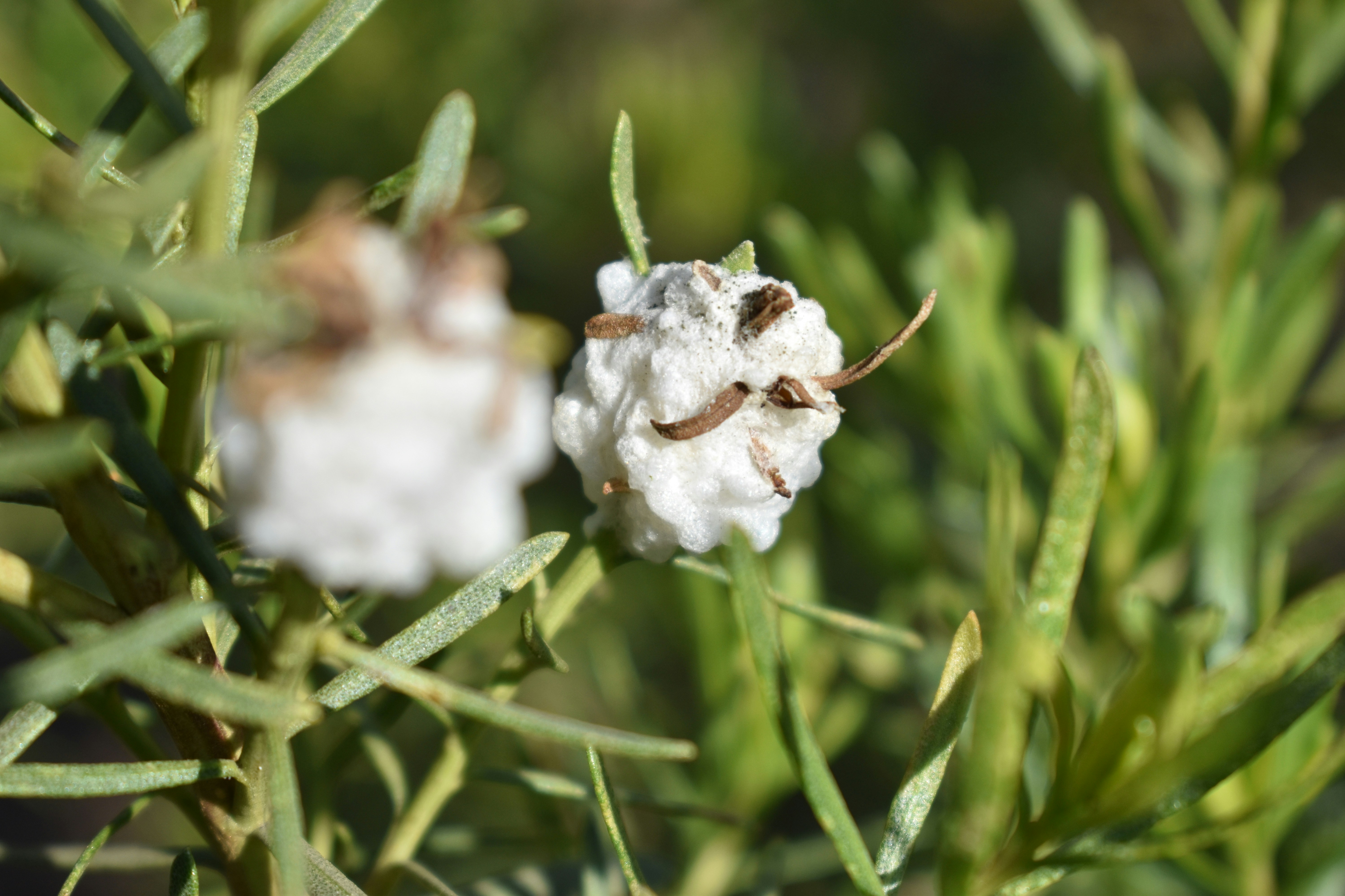 Snowy Bud Adrift in a Sea of Green Needles