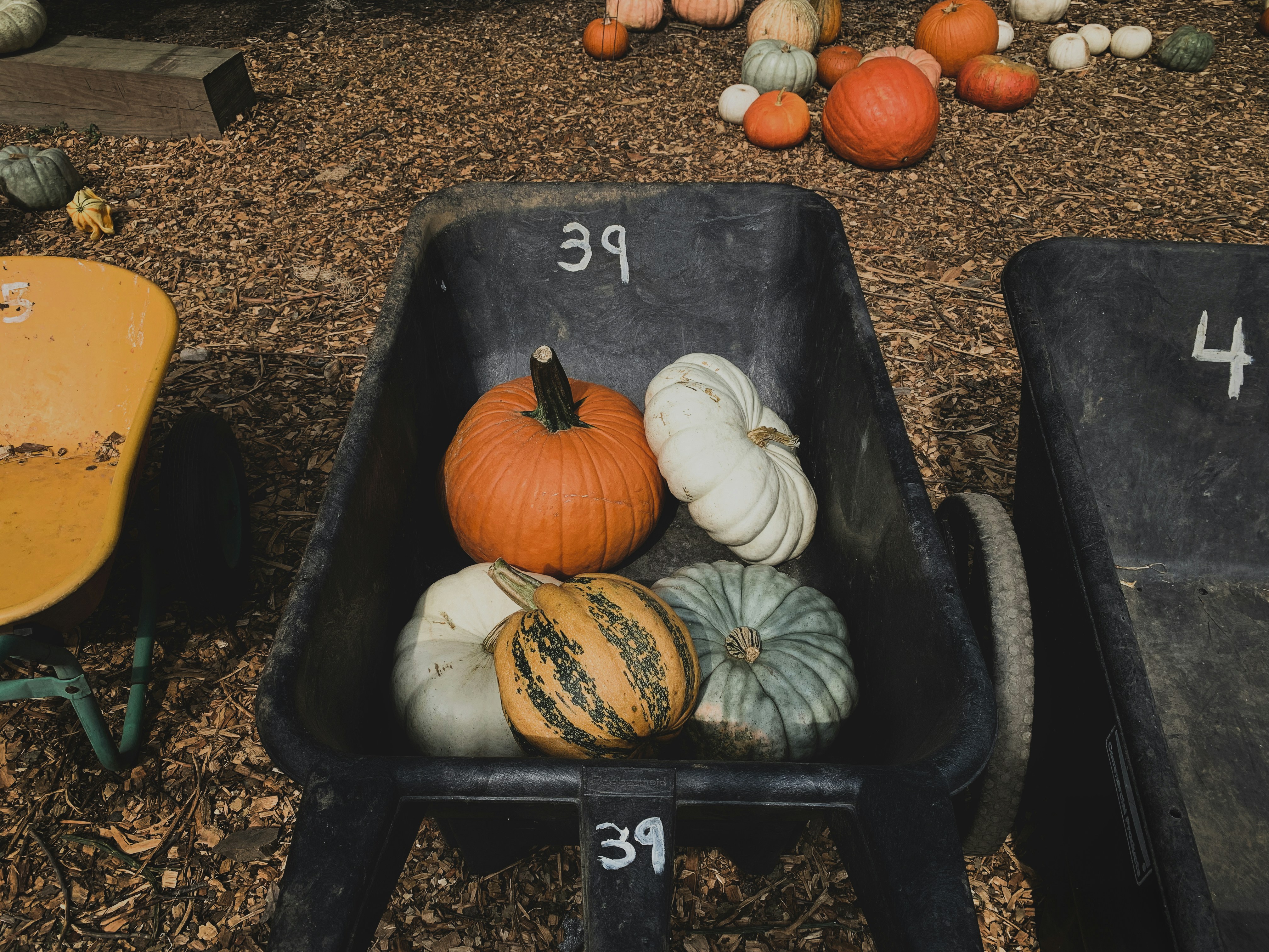 Wheelbarrow Bin Harvest: pumpkins nestled in a black tub
