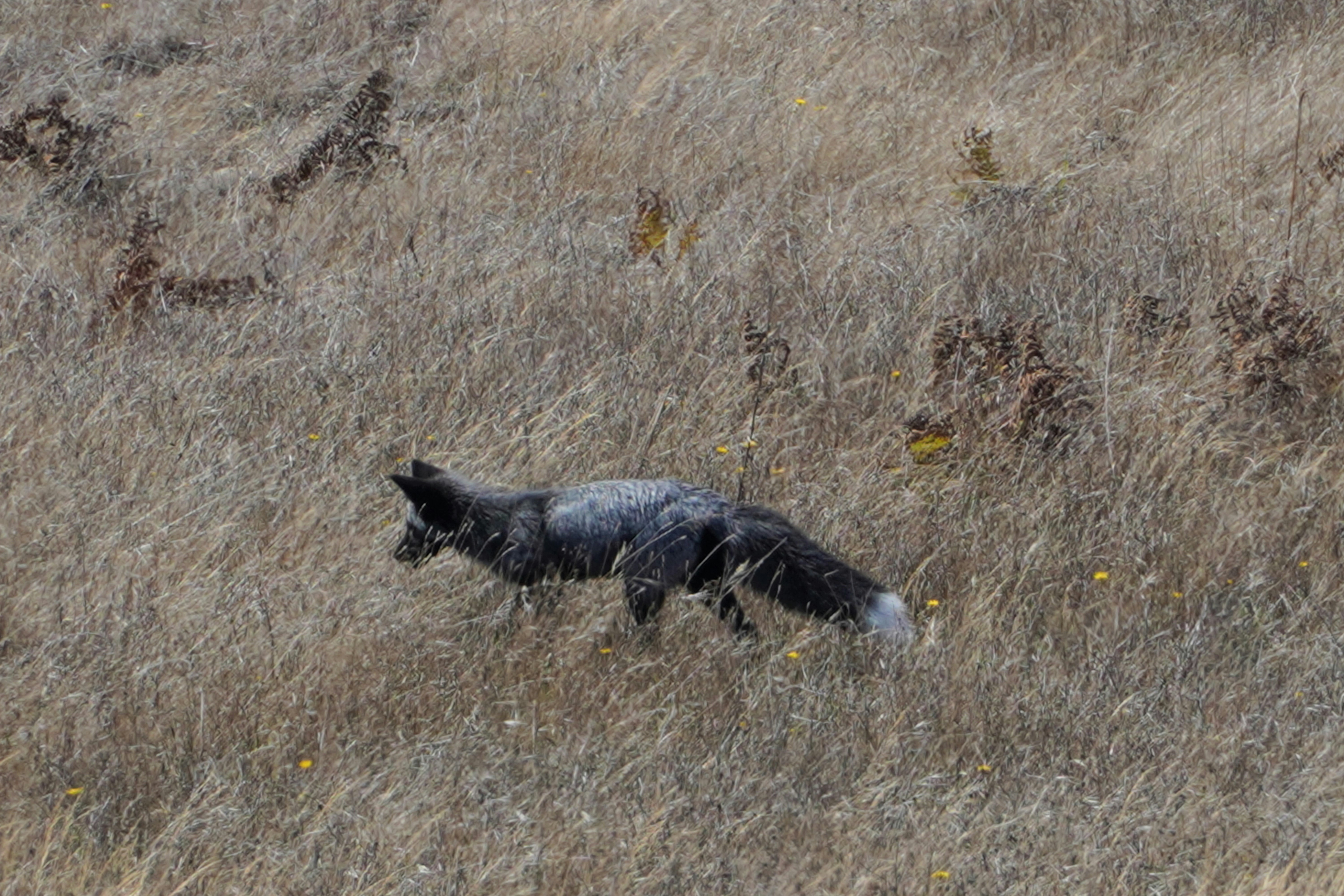 Low-grass Stalker: A Crouched Canid in Autumn Field