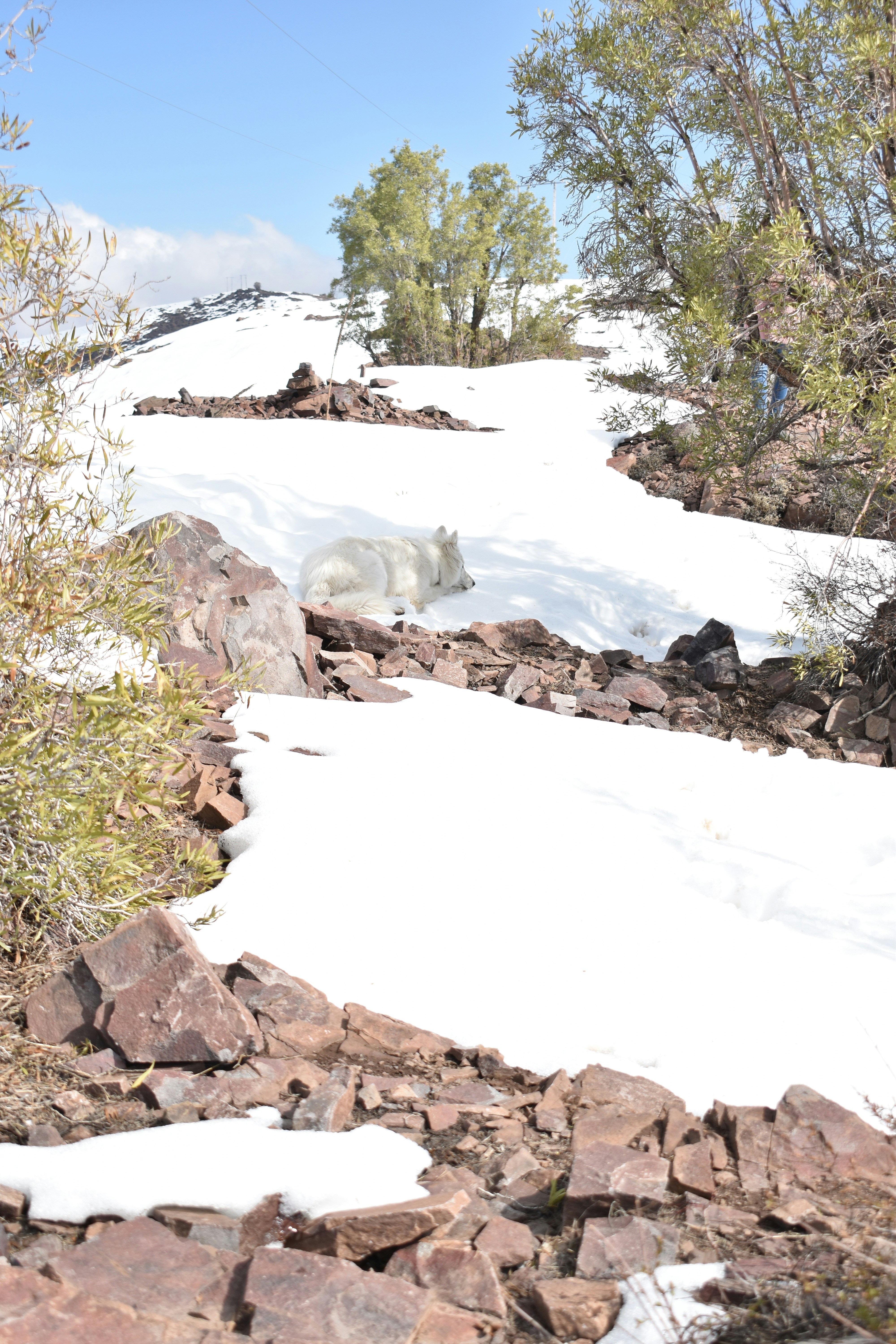 Snowbound Wolf Resting Among Red Rocks and Pines