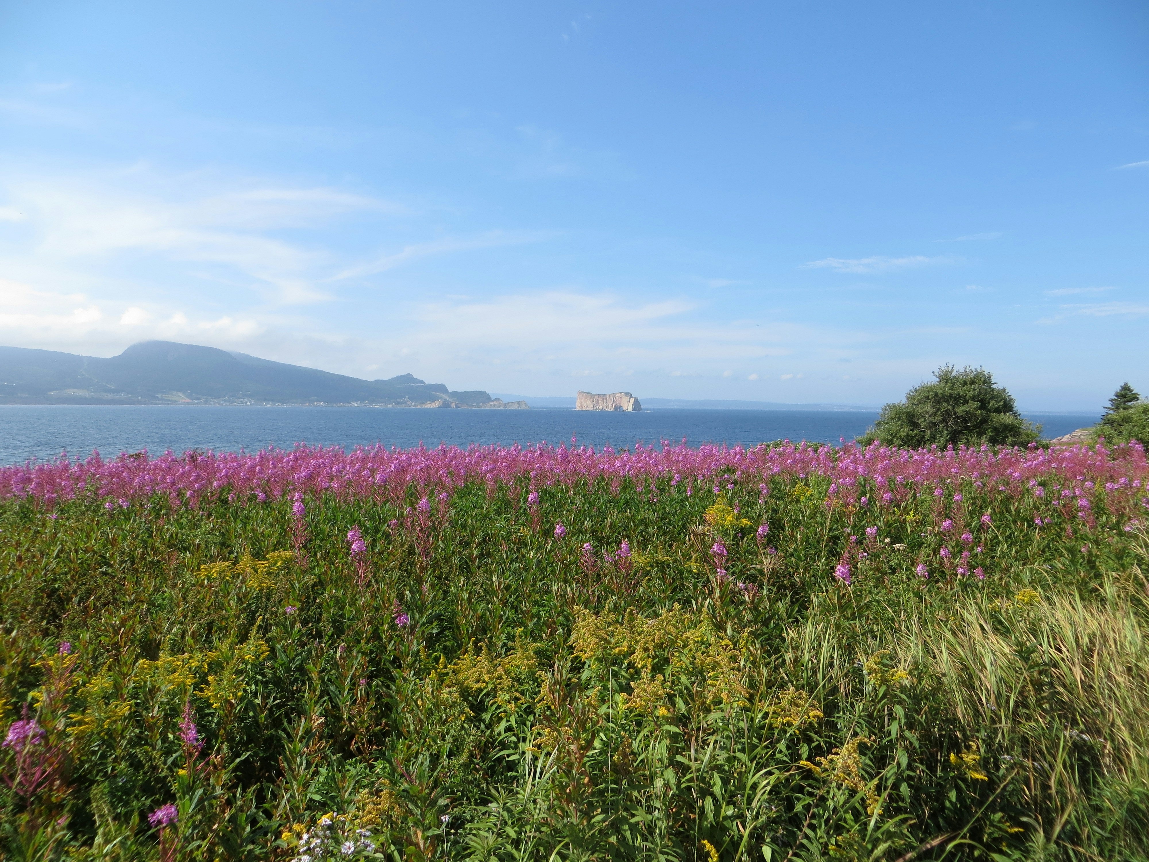 Rosy Meadow by the Atlantic: Flowers Guide the Eye to Distant Cliffs