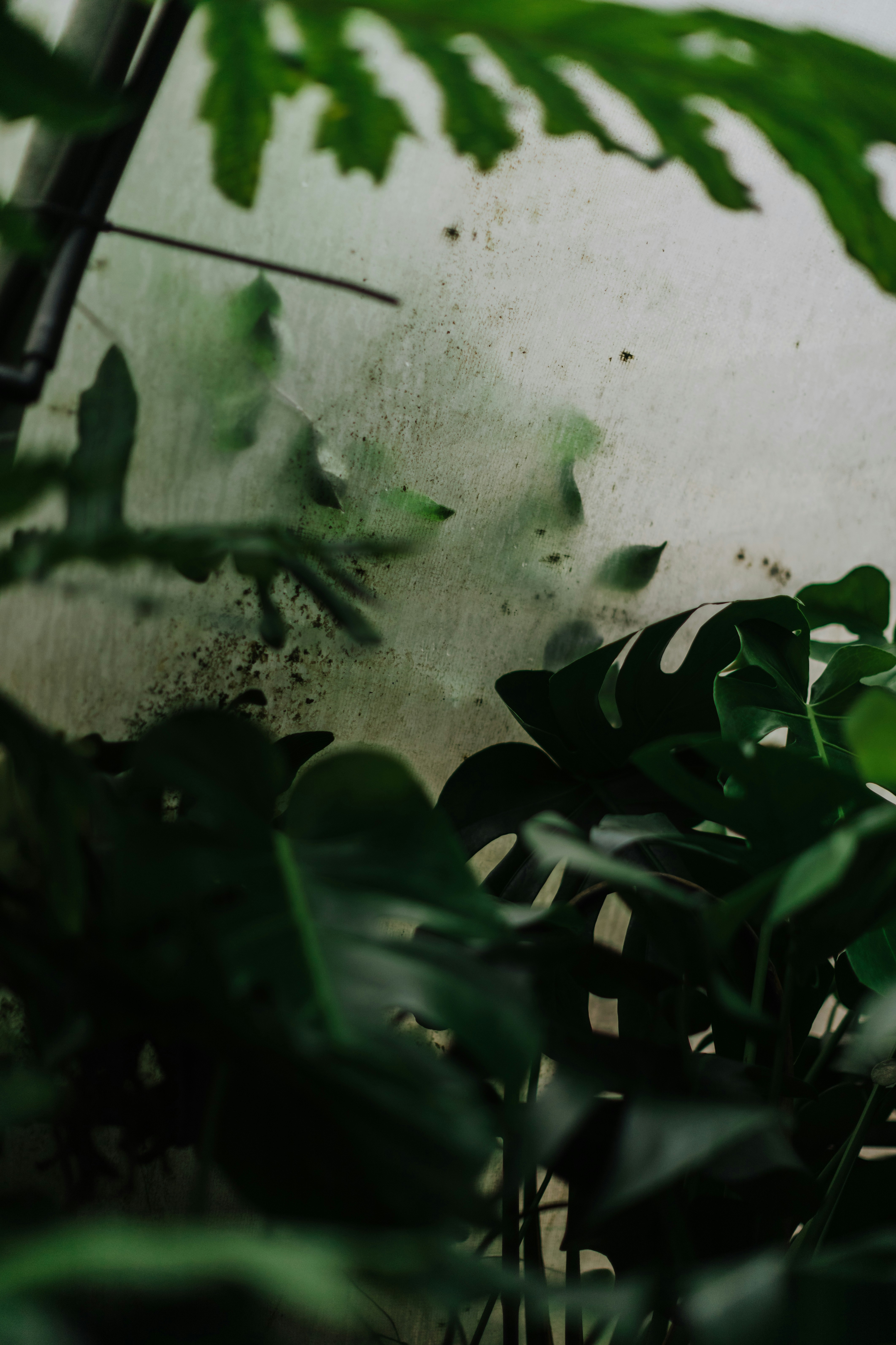 Misted Glass and Jungle Fronds: A Quiet Green Moment