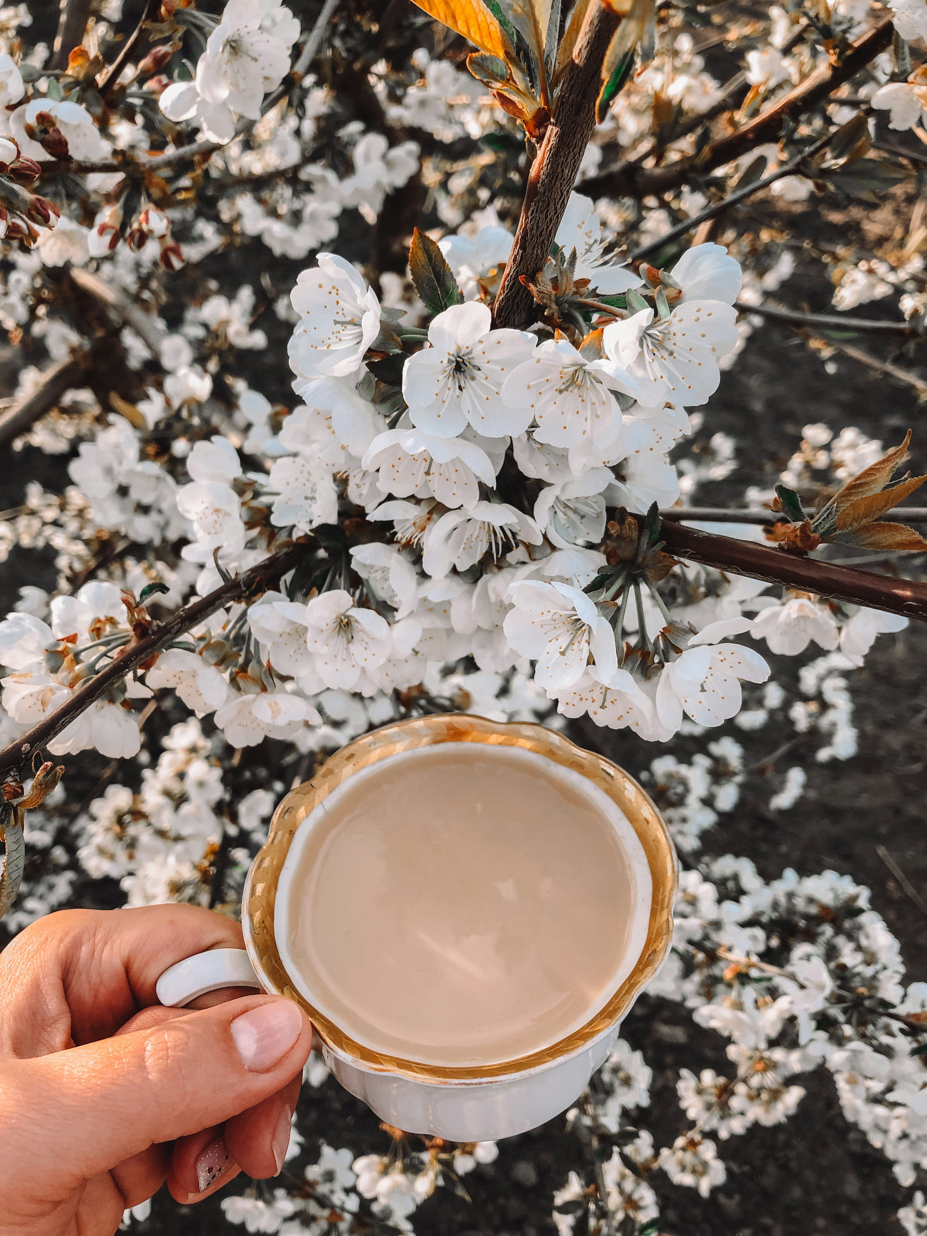 Cup of Warmth Among White Blossoms