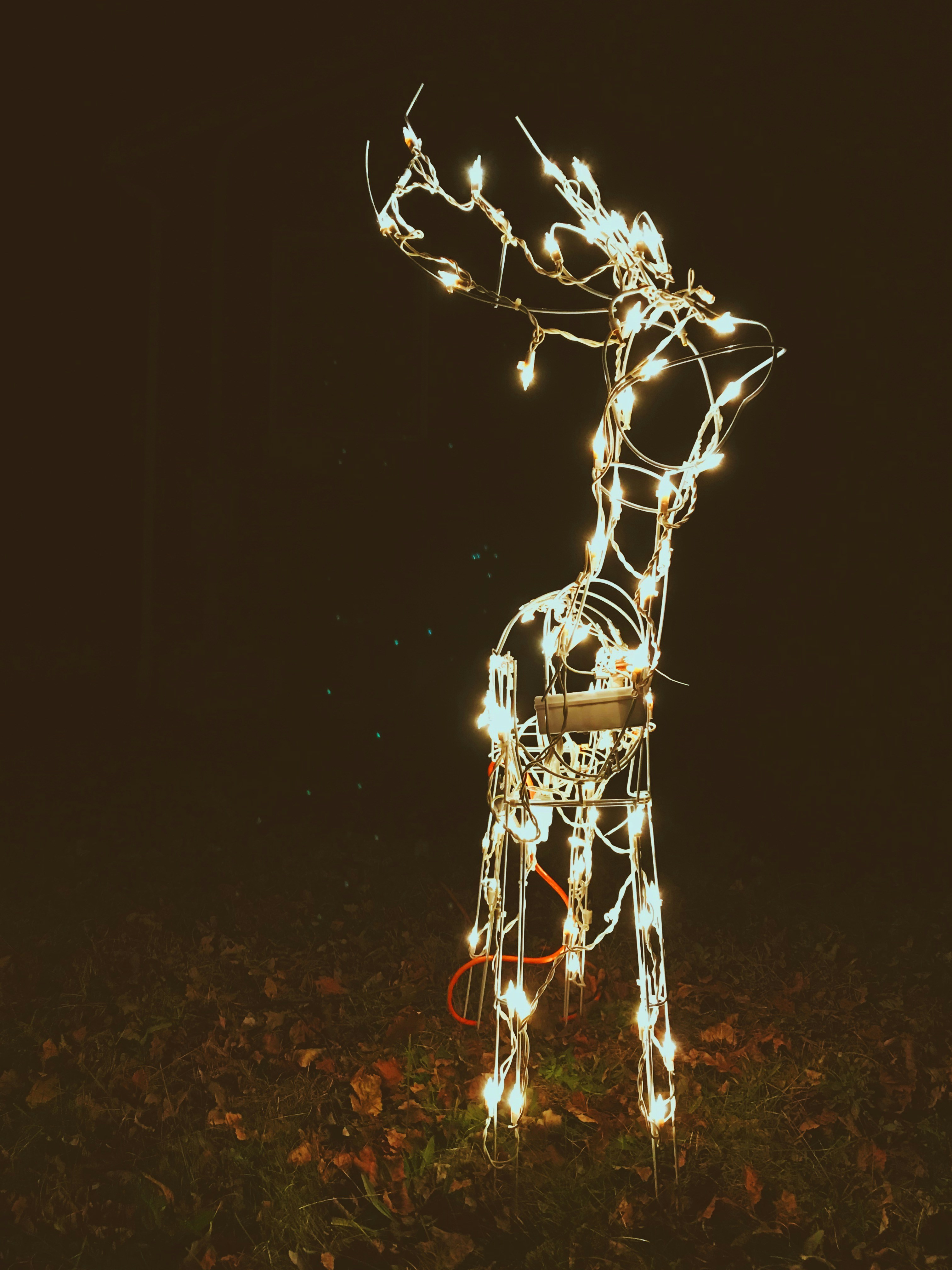Luminous Wireframe Deer Takes Root in a Quiet Autumn Night