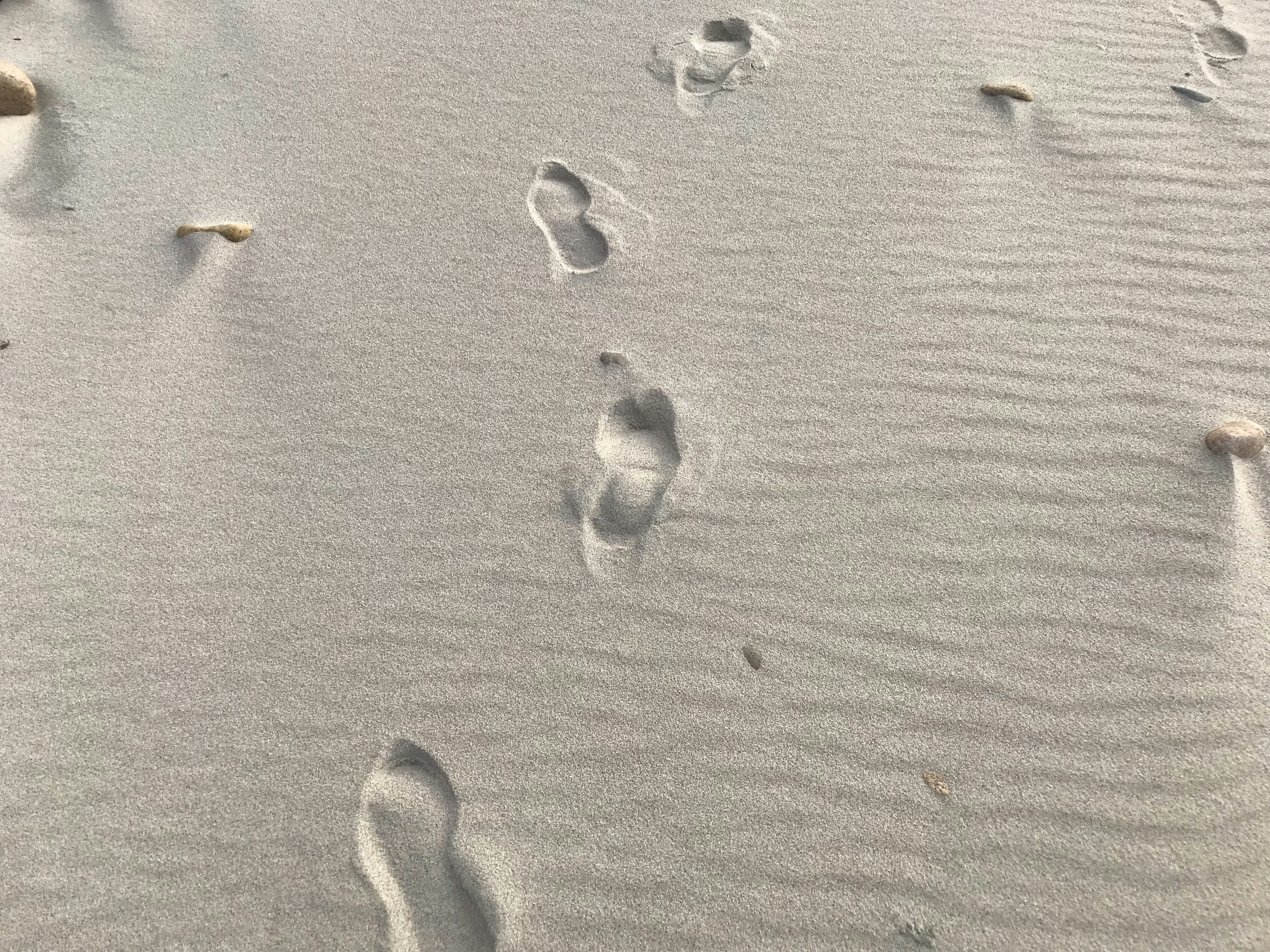 Footprint Line in Sunlit Sand: A Close-Texture Moment