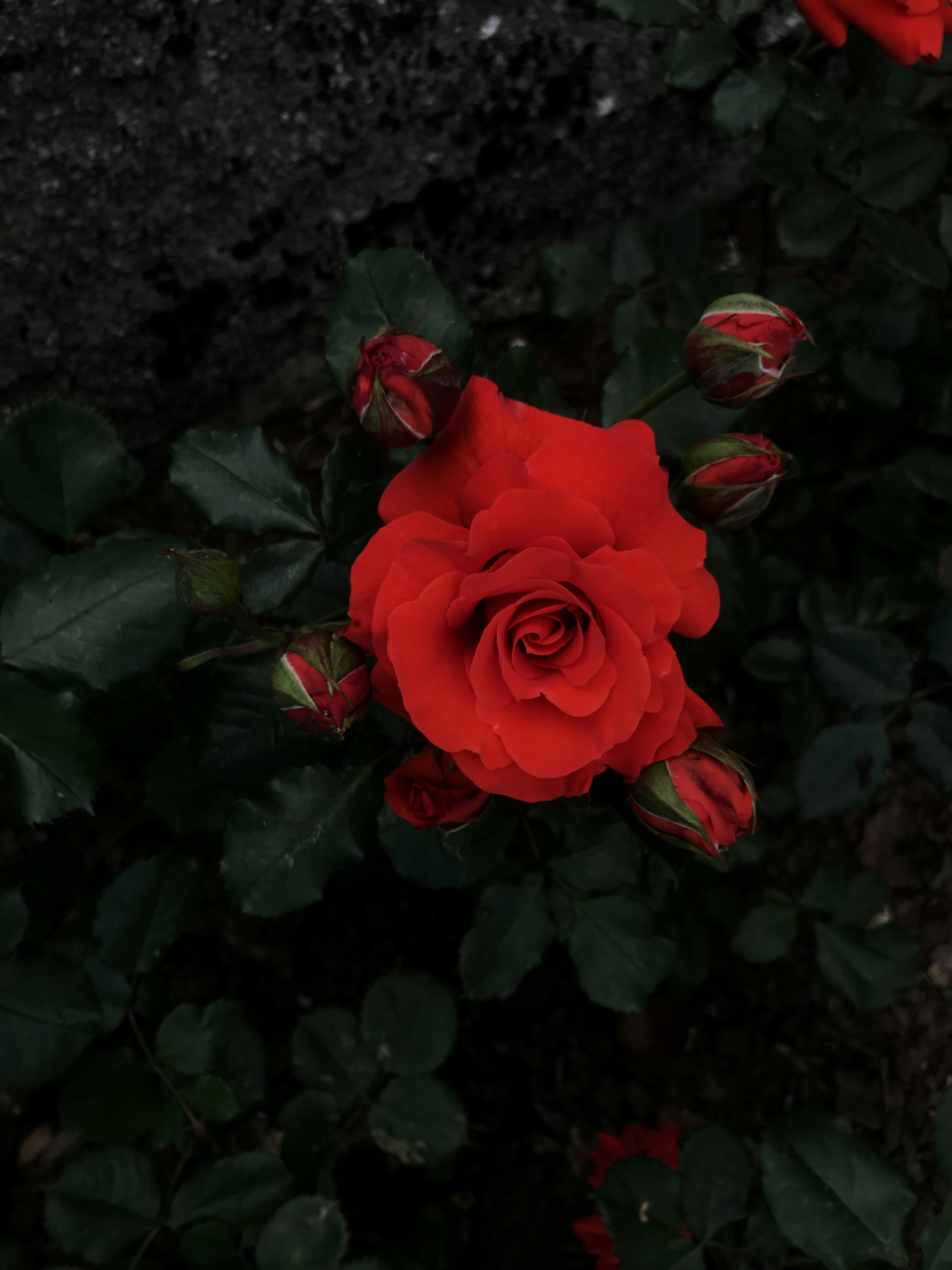 Crimson Bloom Centered in Shadowed Garden