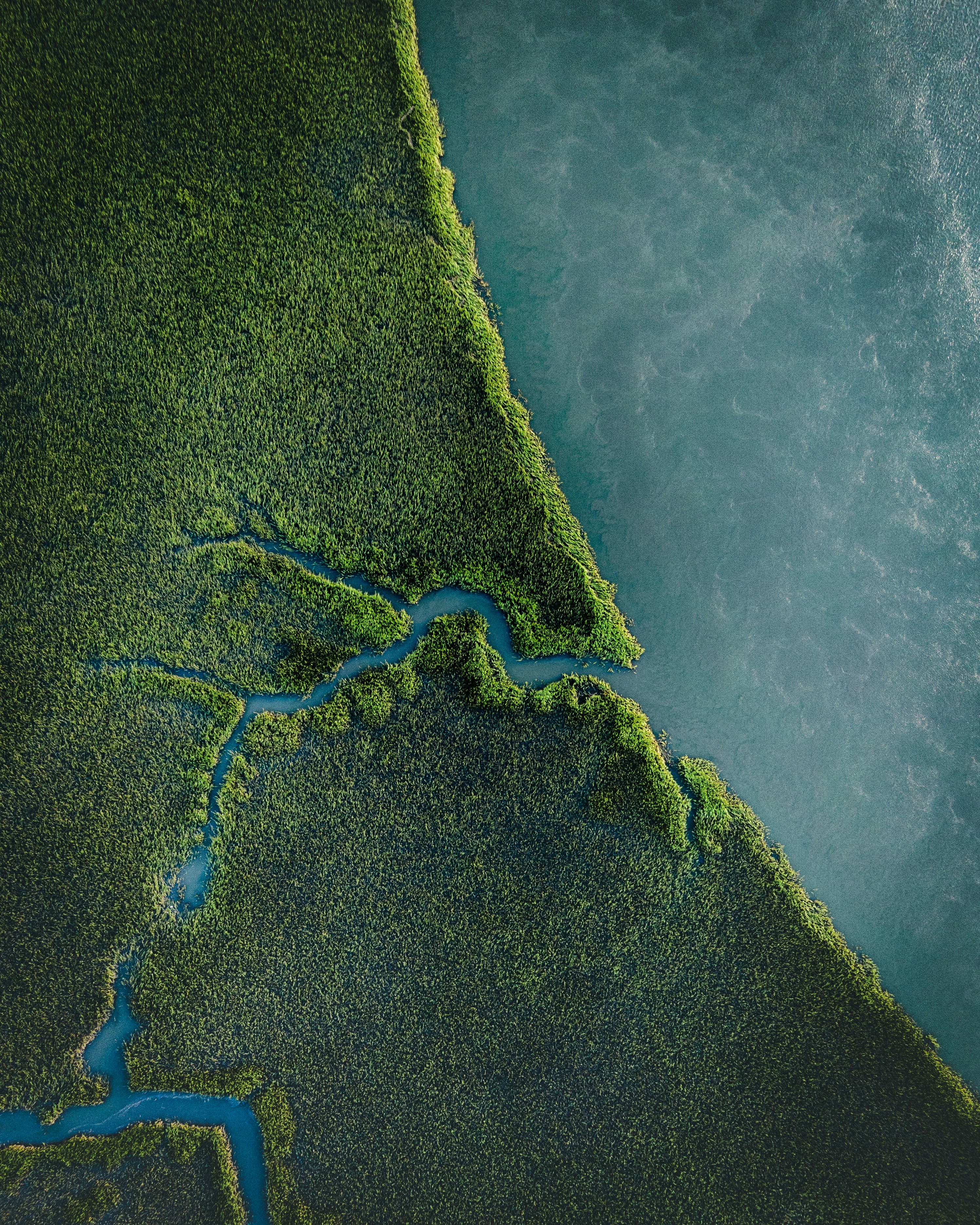 a river running through a lush green forest