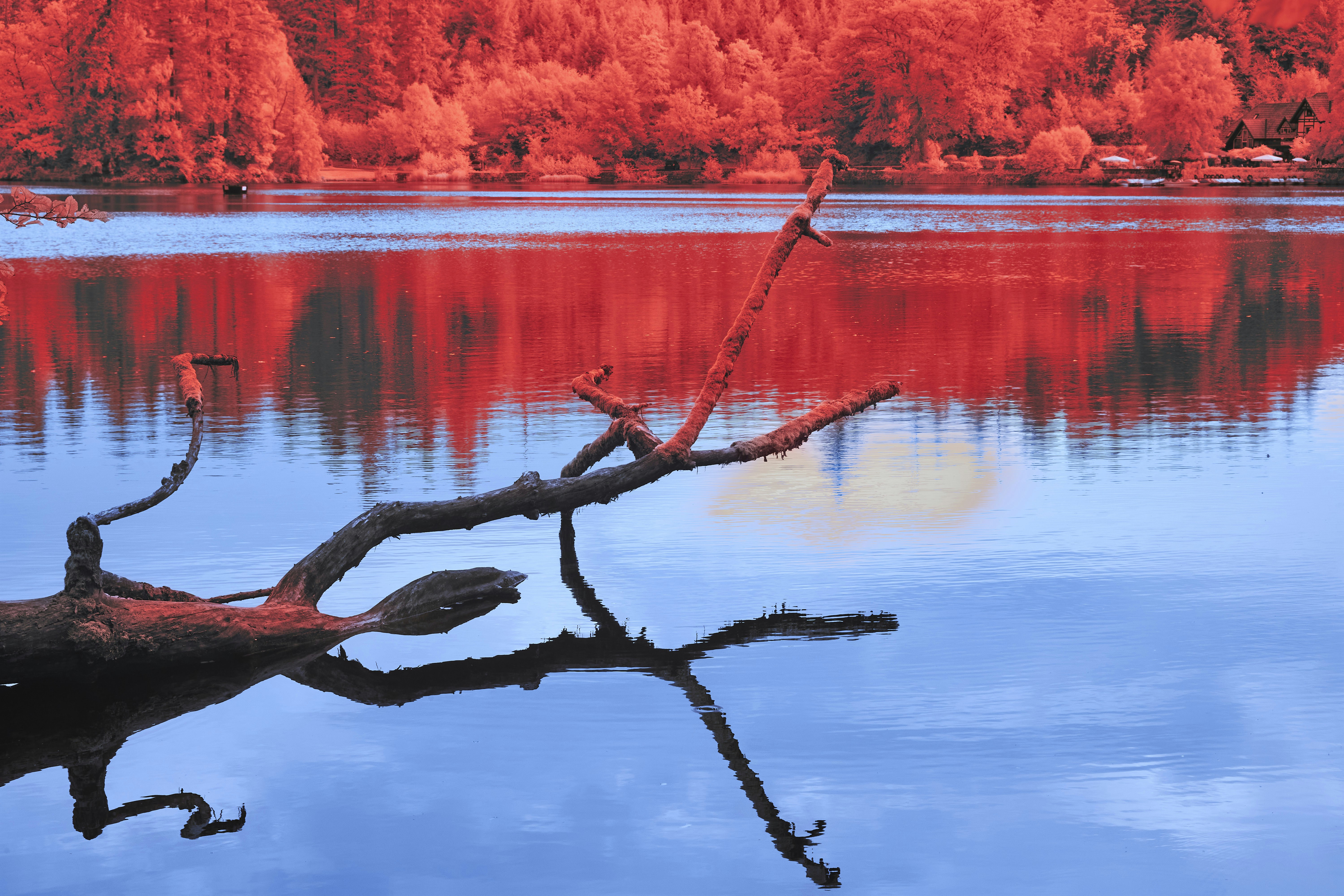 A tree branch in the water with red trees in the background photo ...