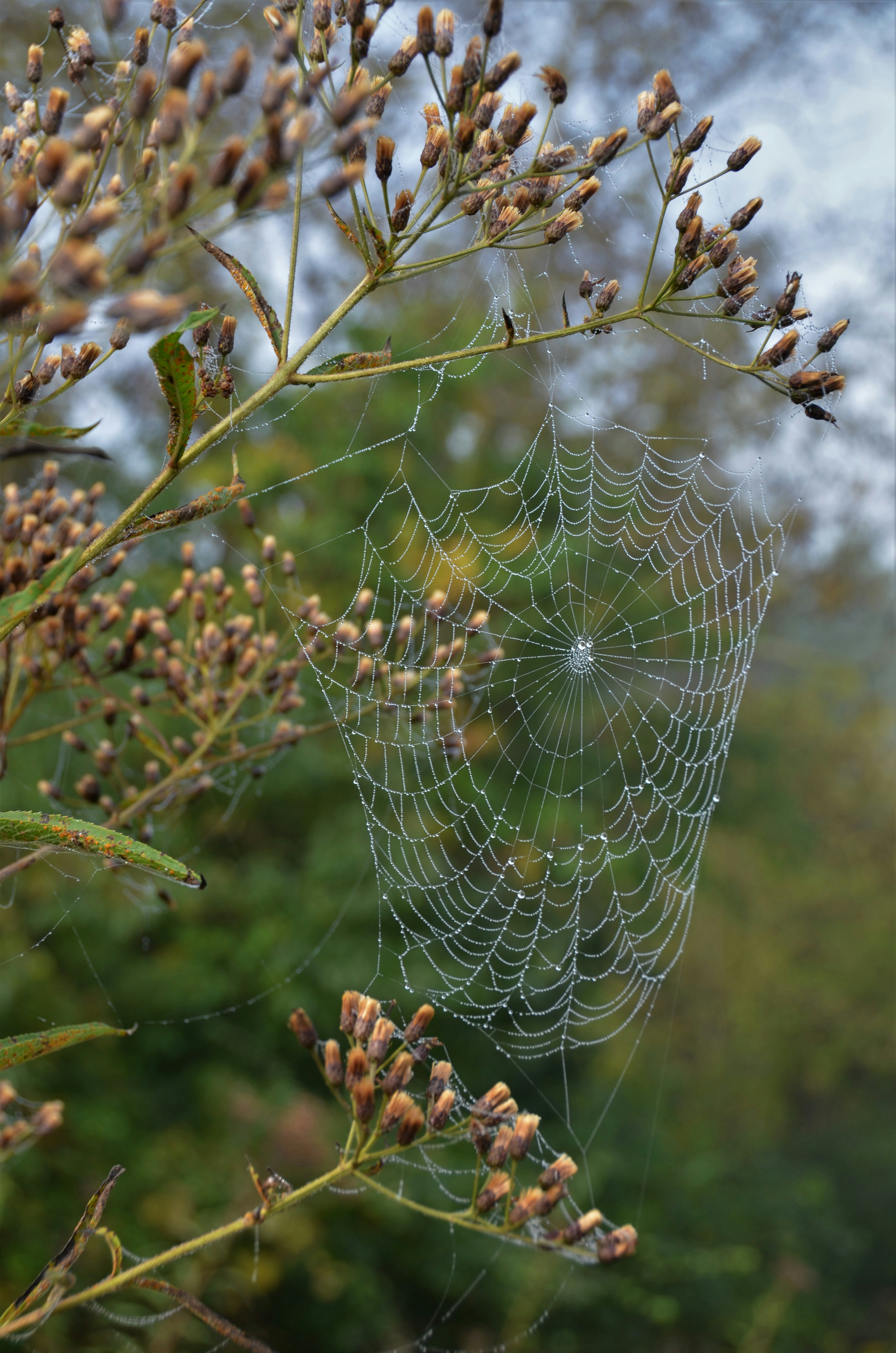 Dew-Laced Spider Web Centered Among Seed Heads