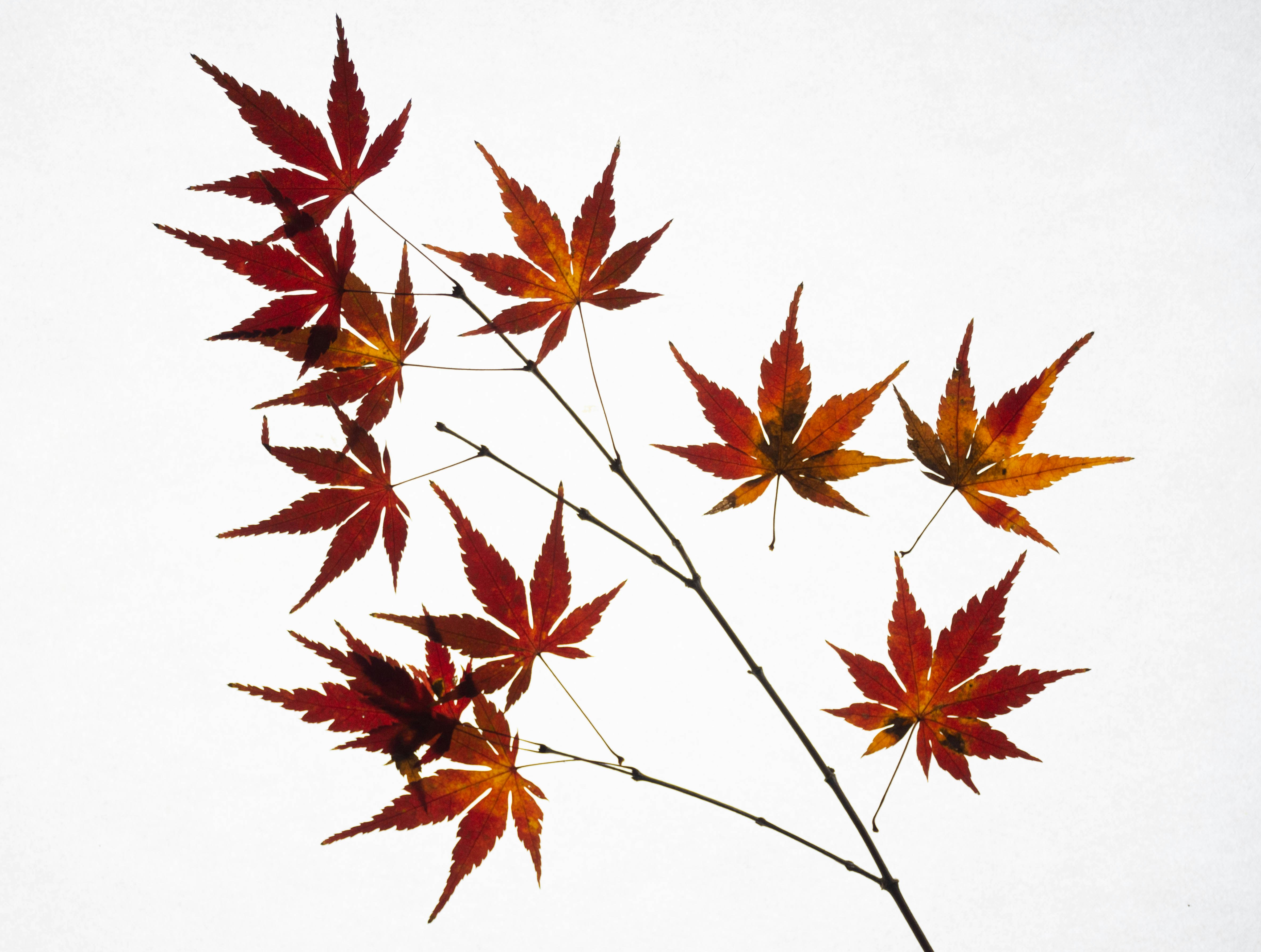 Autumn Fronds against a Quiet White Canvas