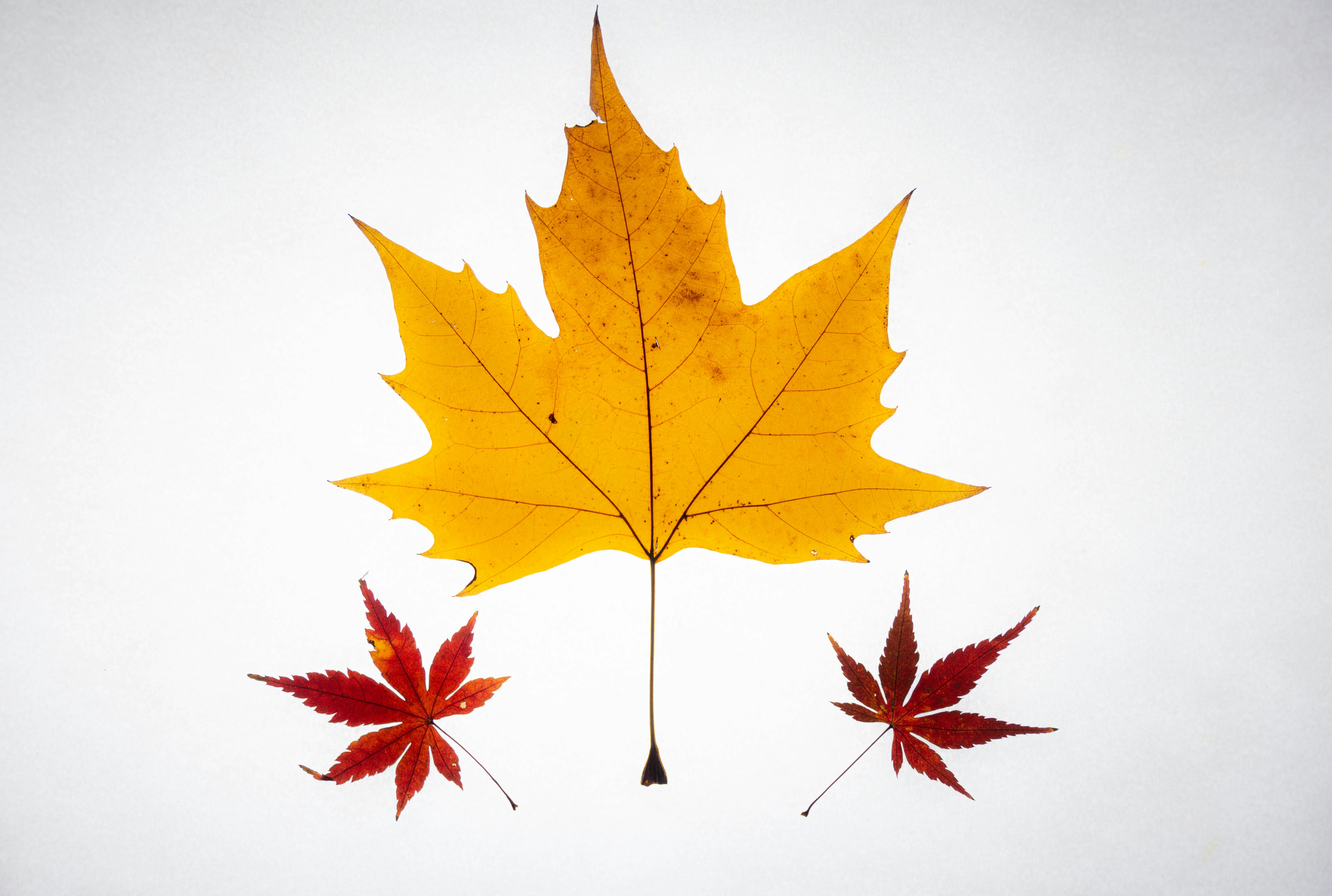 a couple of yellow and red leaves floating in the air