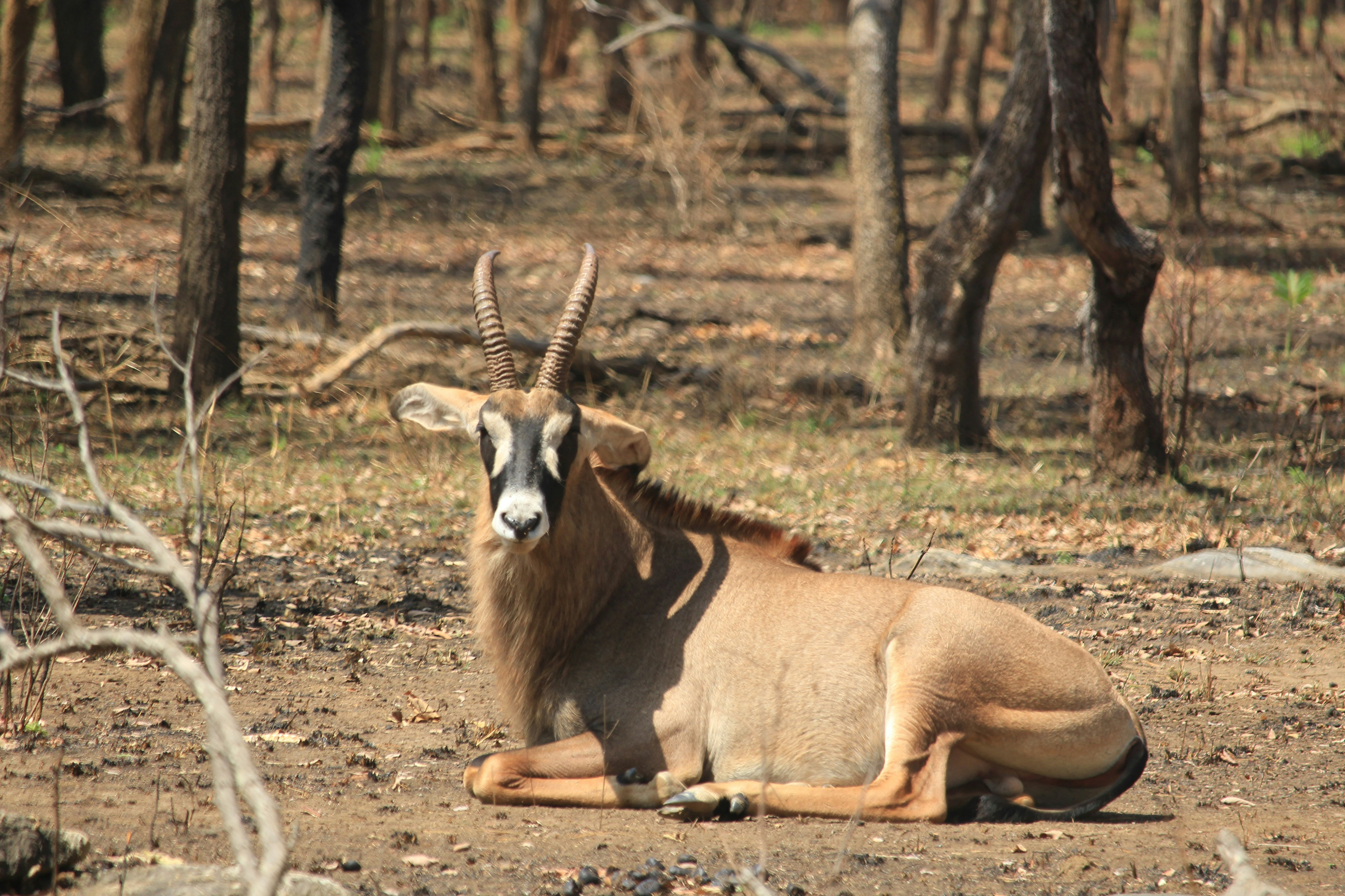 An antelope sitting in the middle of a forest photo – Free Zambia Image ...