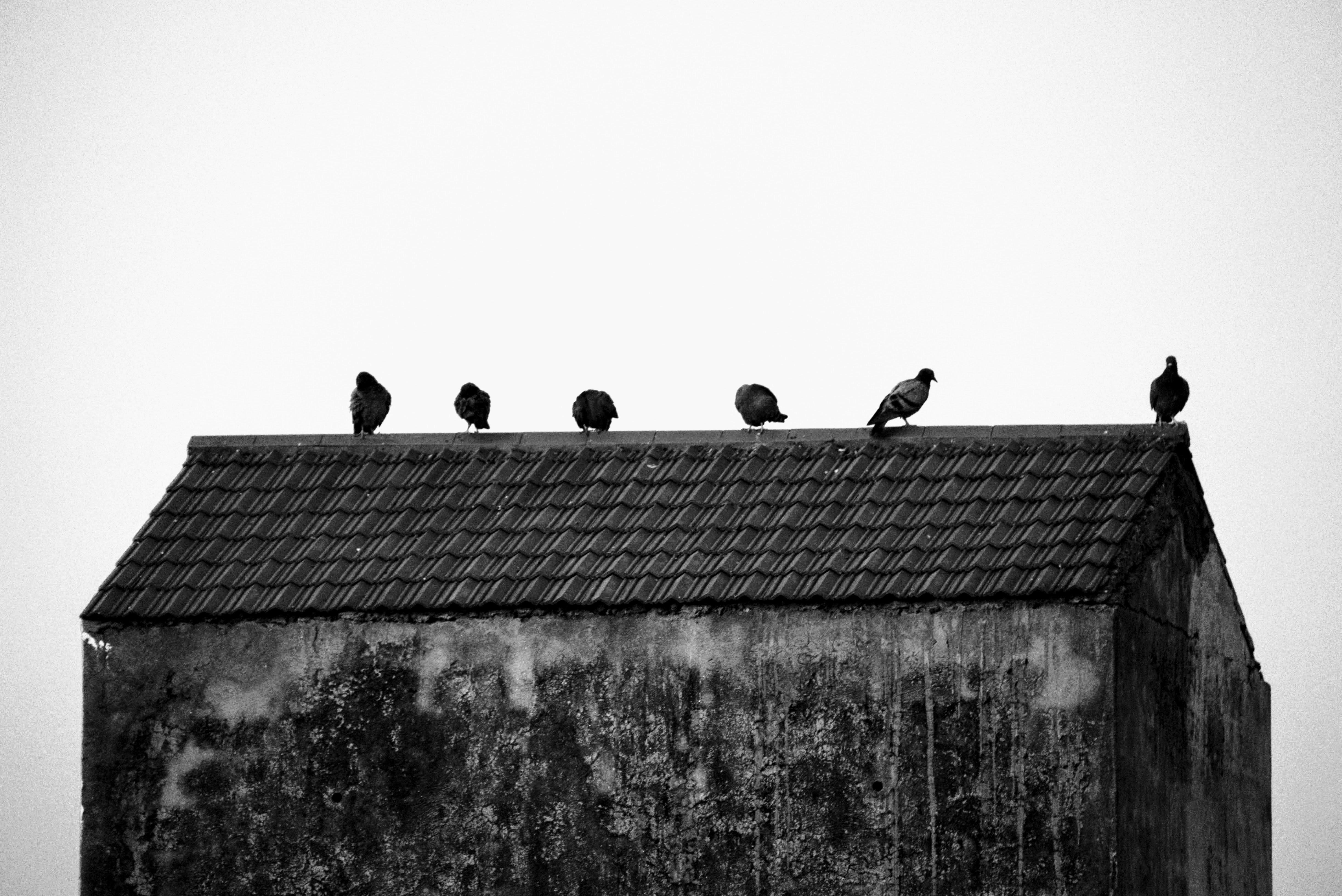 Six pigeons discussing the morning news 