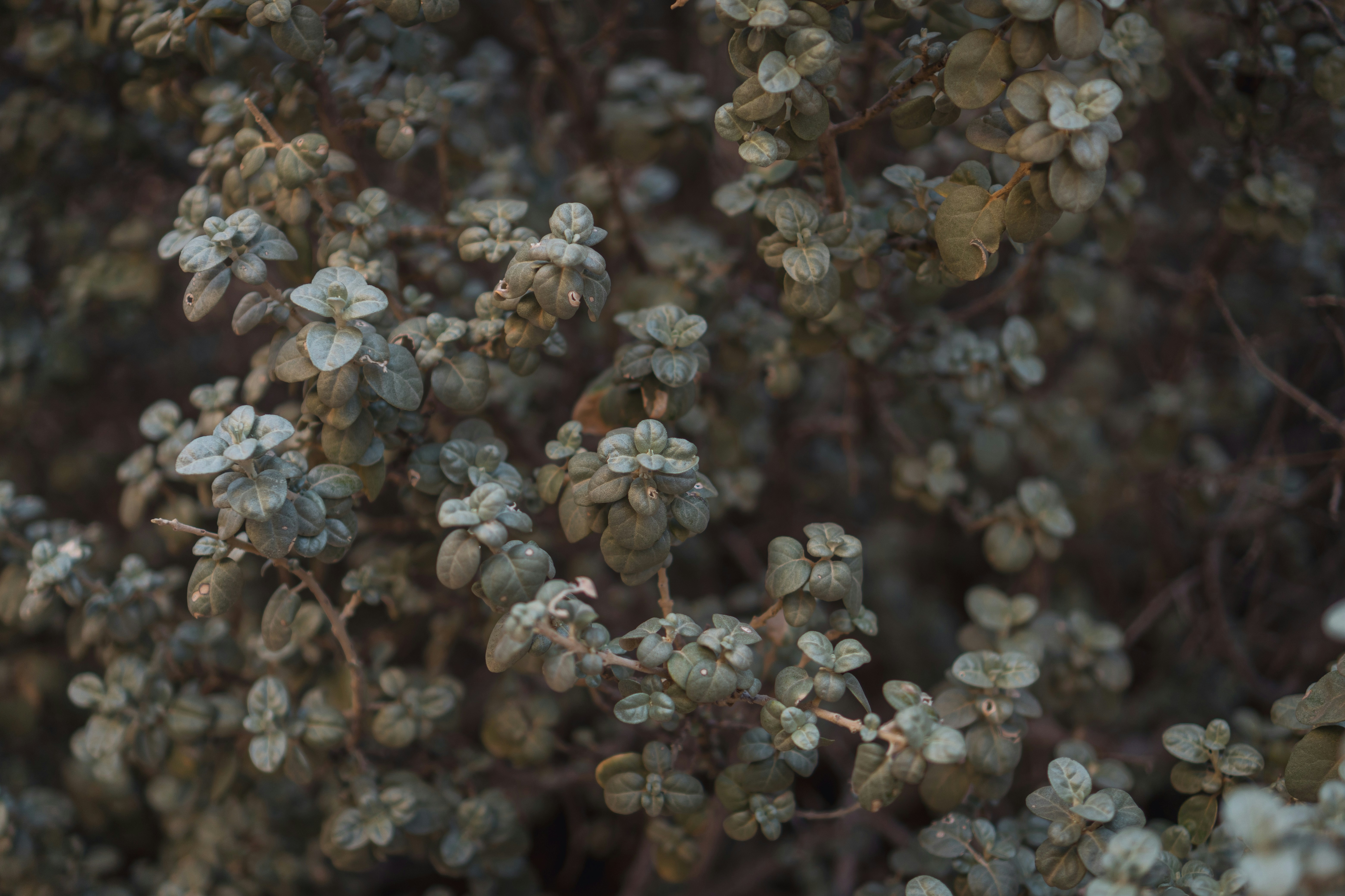 Twilight Velvet: Macro of Bluish Succulents in Shadow