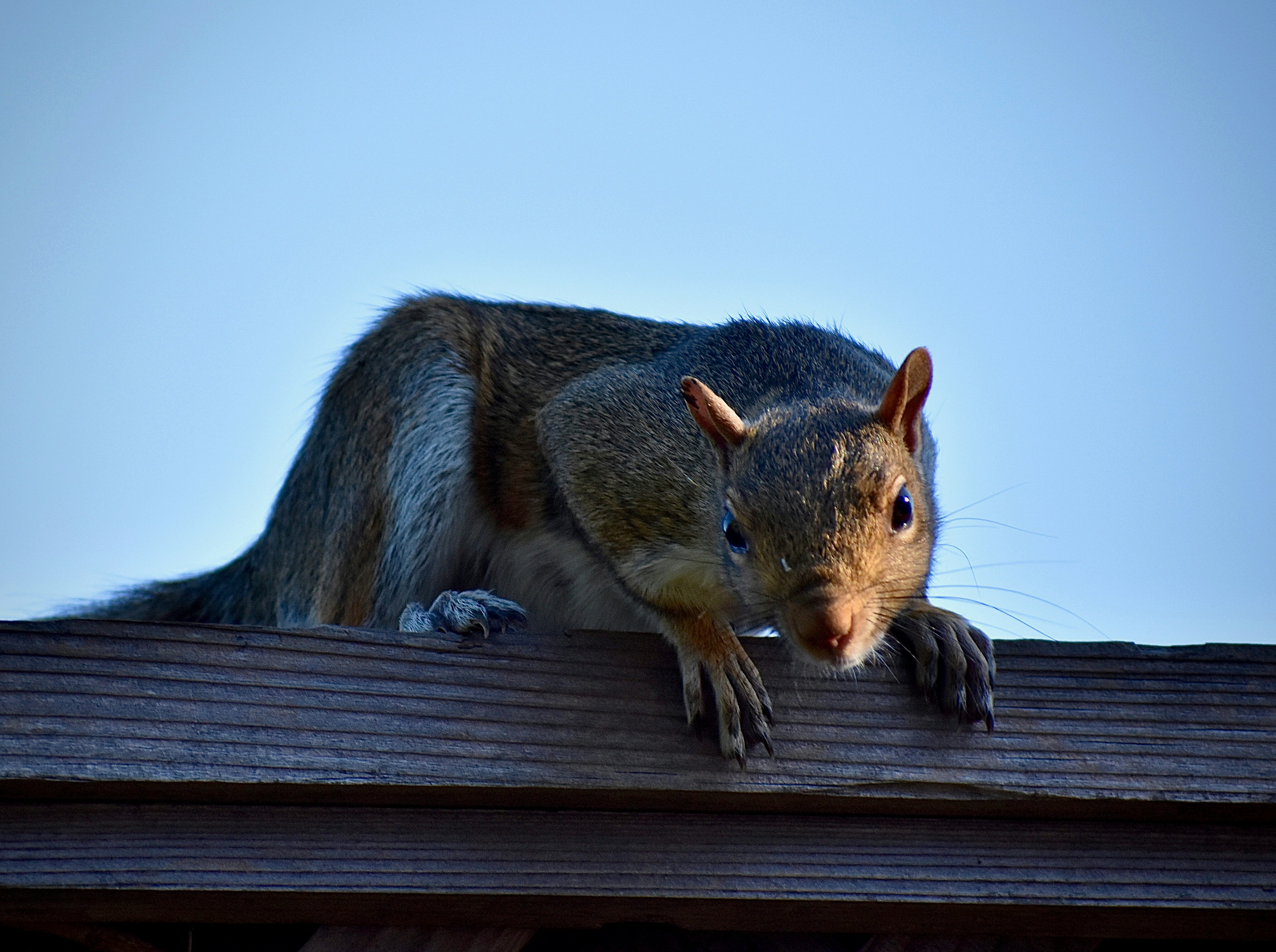A squirrel peering over a wooden ledge, showcasing its inquisitive nature against a clear blue sky.