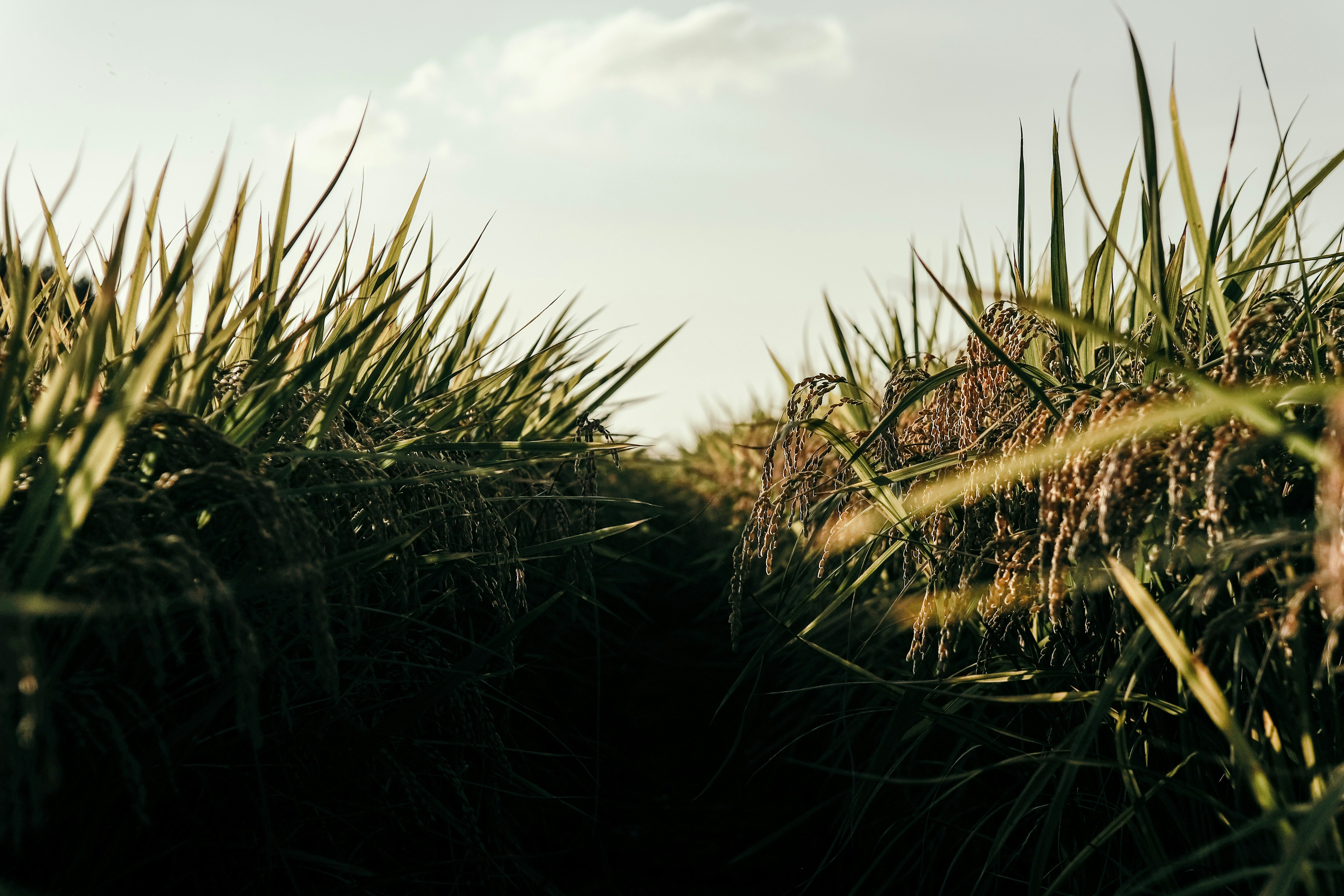 Sunlit Narrow Corridor: Grasses Framing a Distant Horizon