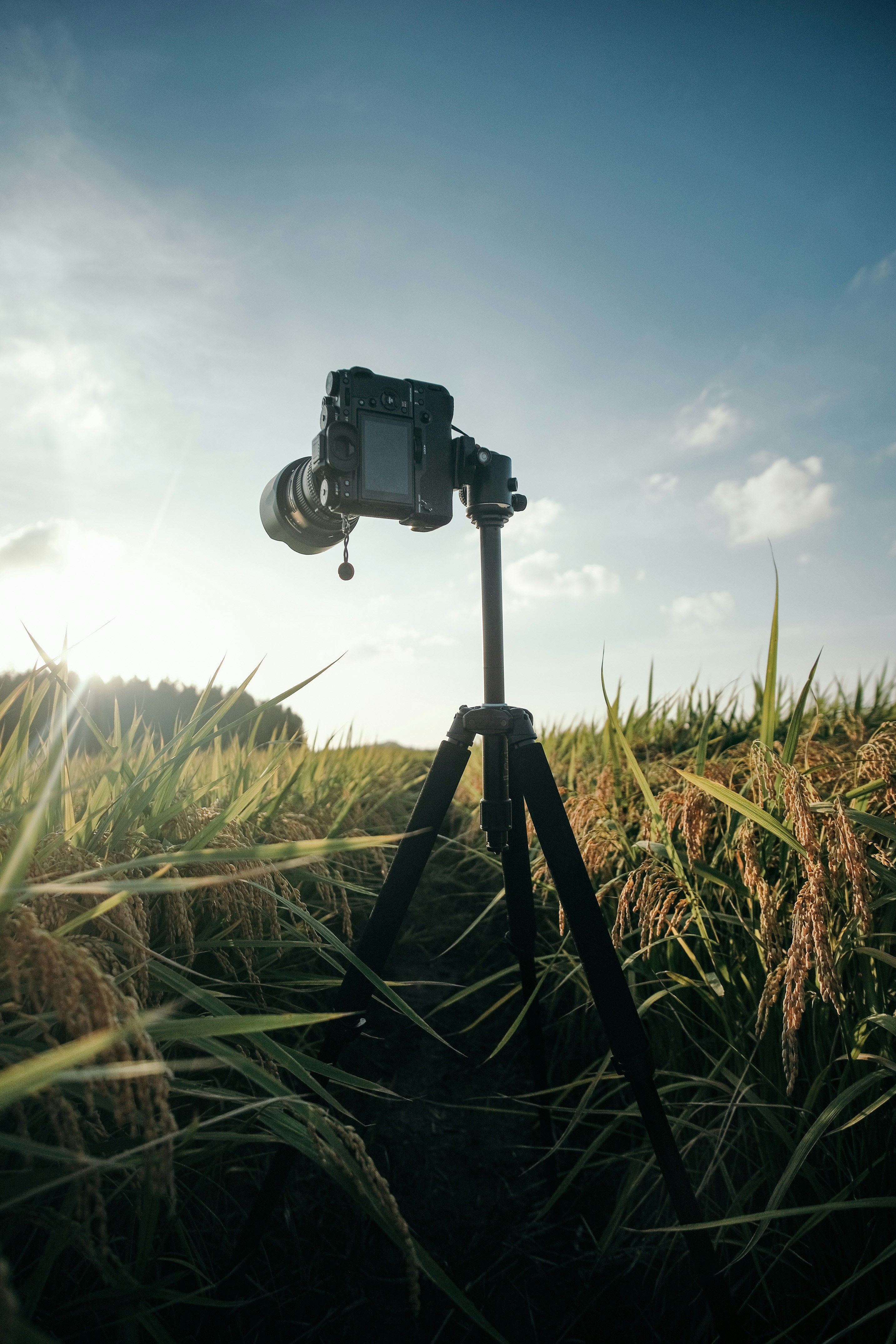 Fujifilm X-T2 mounted on a tripod, poised in a lush rice field under a bright sky, capturing the essence of agricultural beauty.