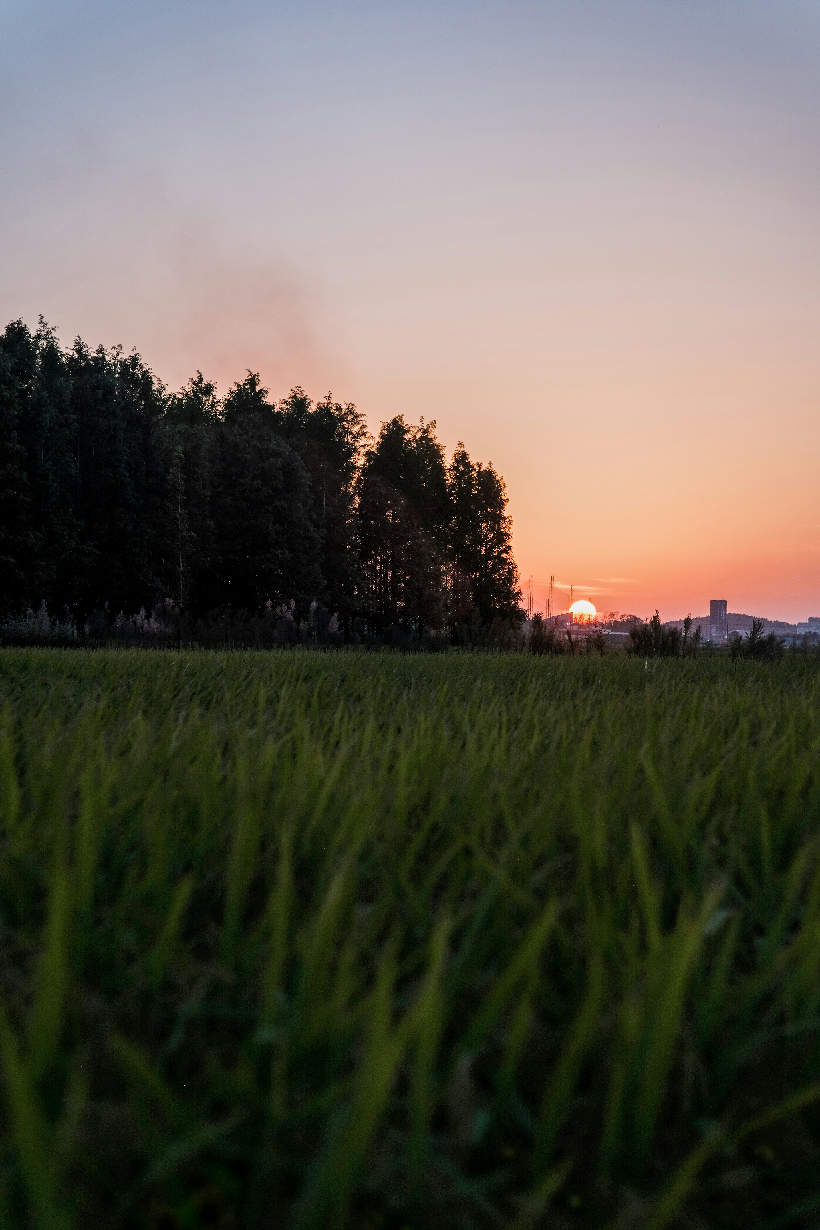 Sunset Horizon Over the Meadow: Silhouetted Trees Framing a Quiet Field