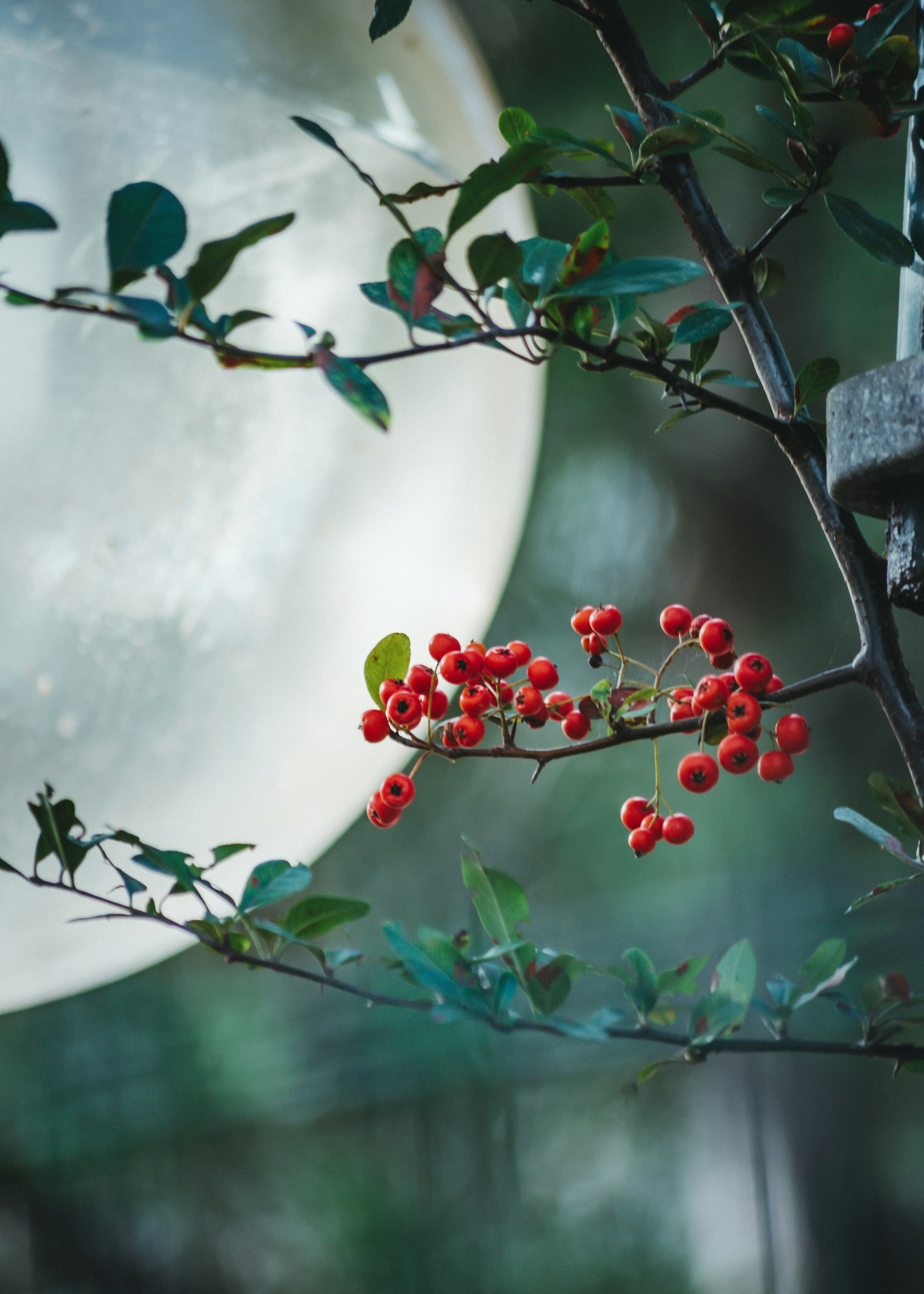 Crimson Berry Vignette: A Twig’s Quiet Moment Under a Soft, Moonlit Backdrop