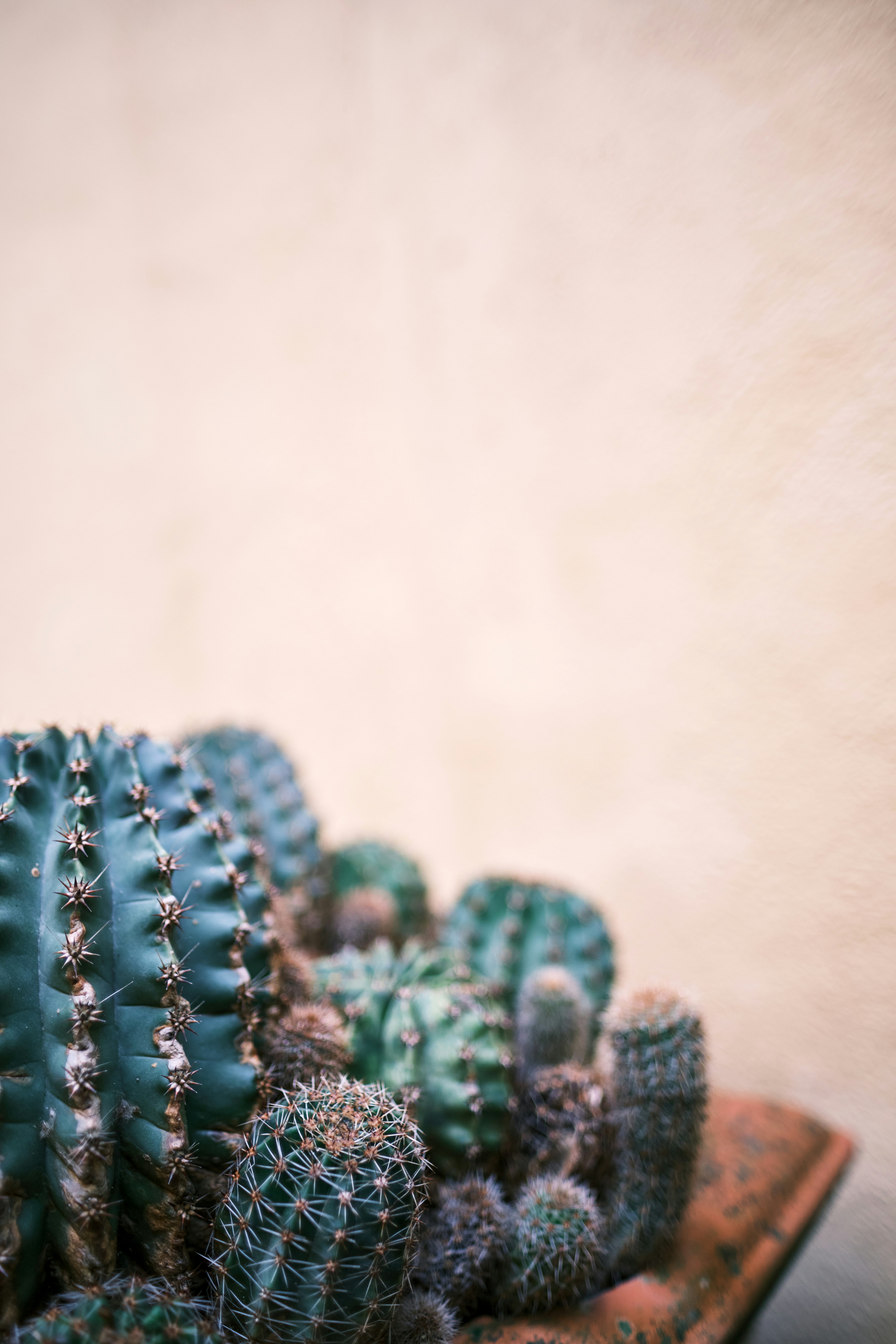 Morning Quiet: Tight Cluster of Barrel Cacti in a Terracotta Tray