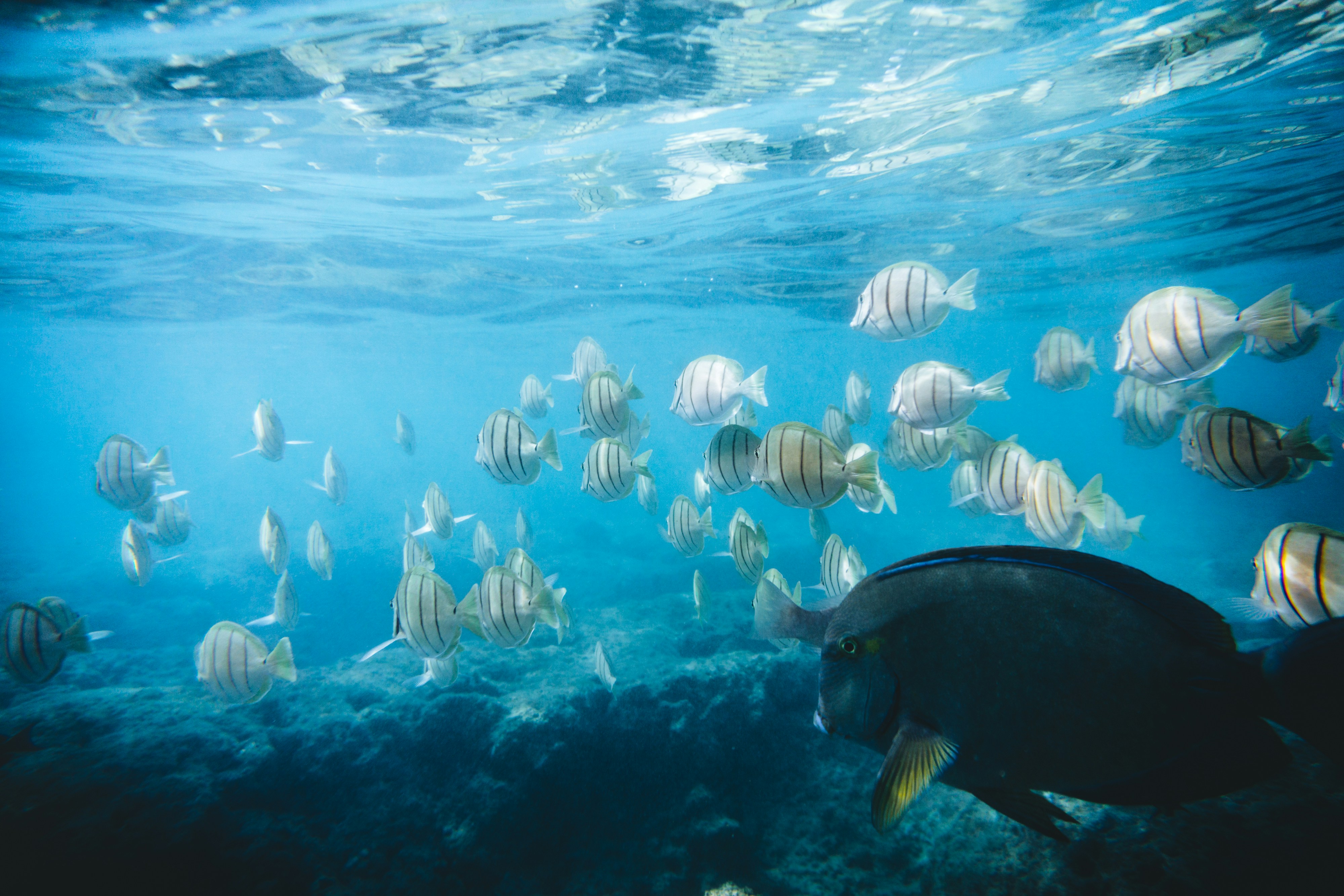 A large group of fish swimming in the ocean photo – Free Oahu Image on ...