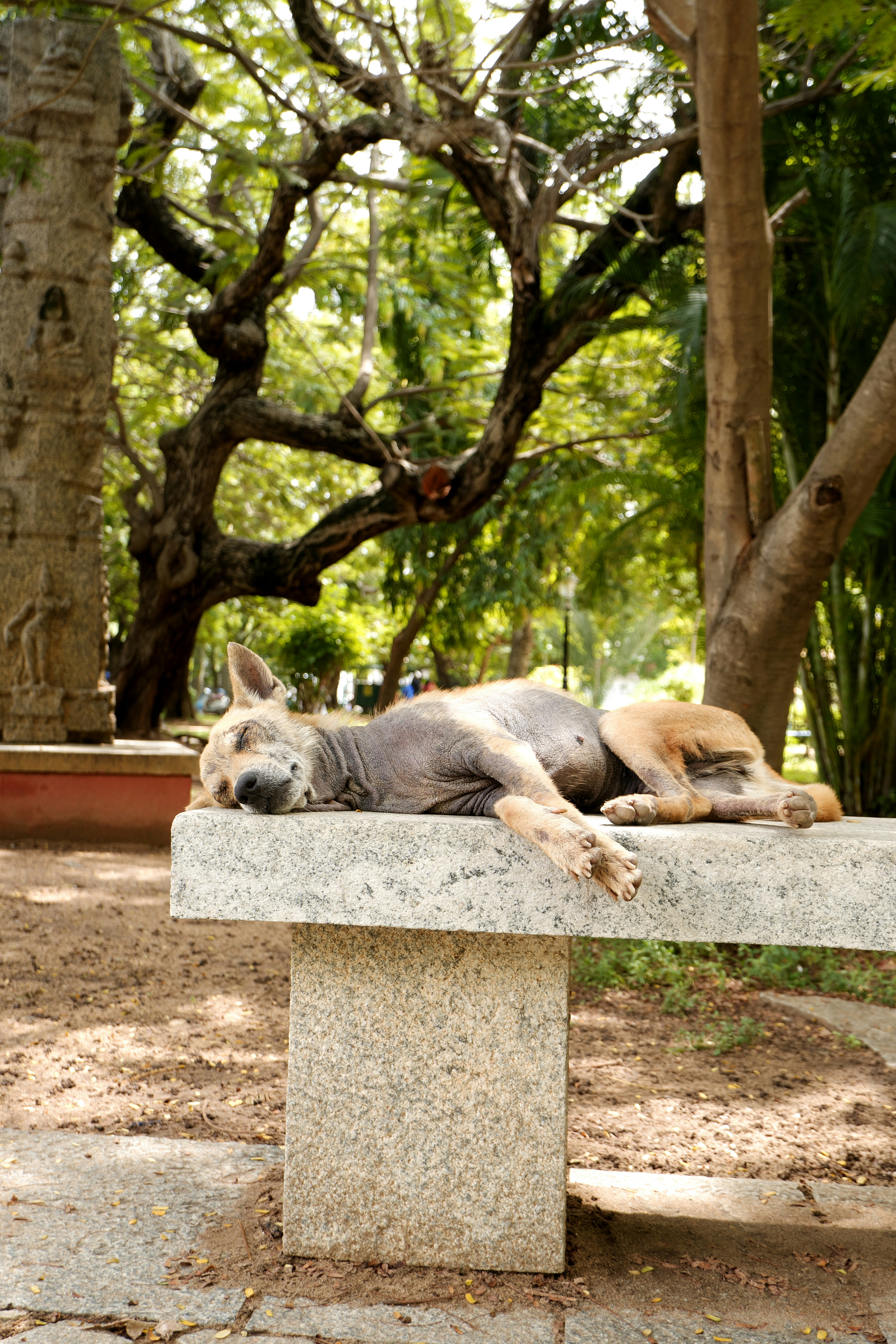 A relaxed dog sprawls on a stone bench, surrounded by lush greenery in a tranquil park setting.