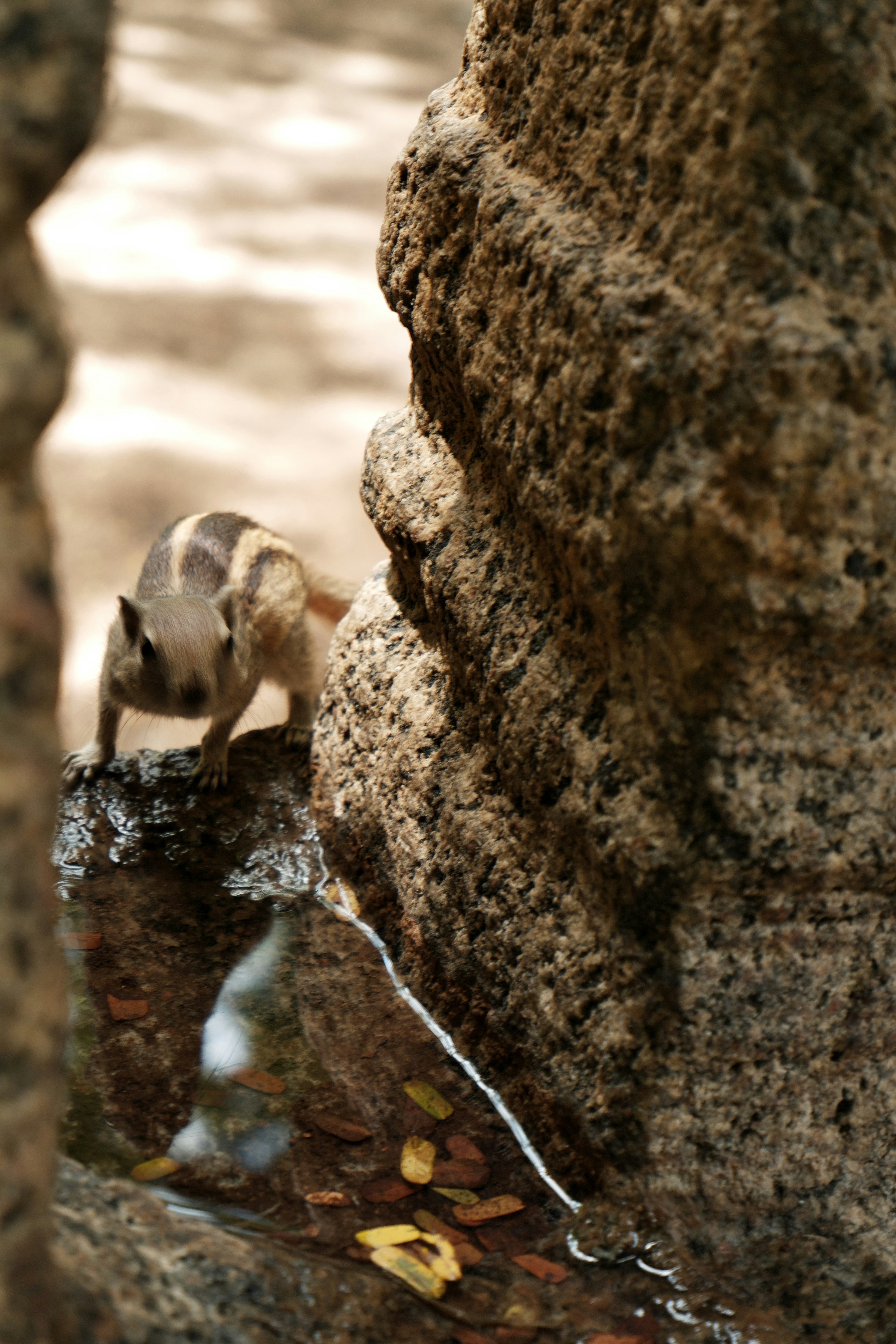 A striped squirrel approaches a shallow pool nestled between rugged stones, reflecting the natural beauty of its habitat.