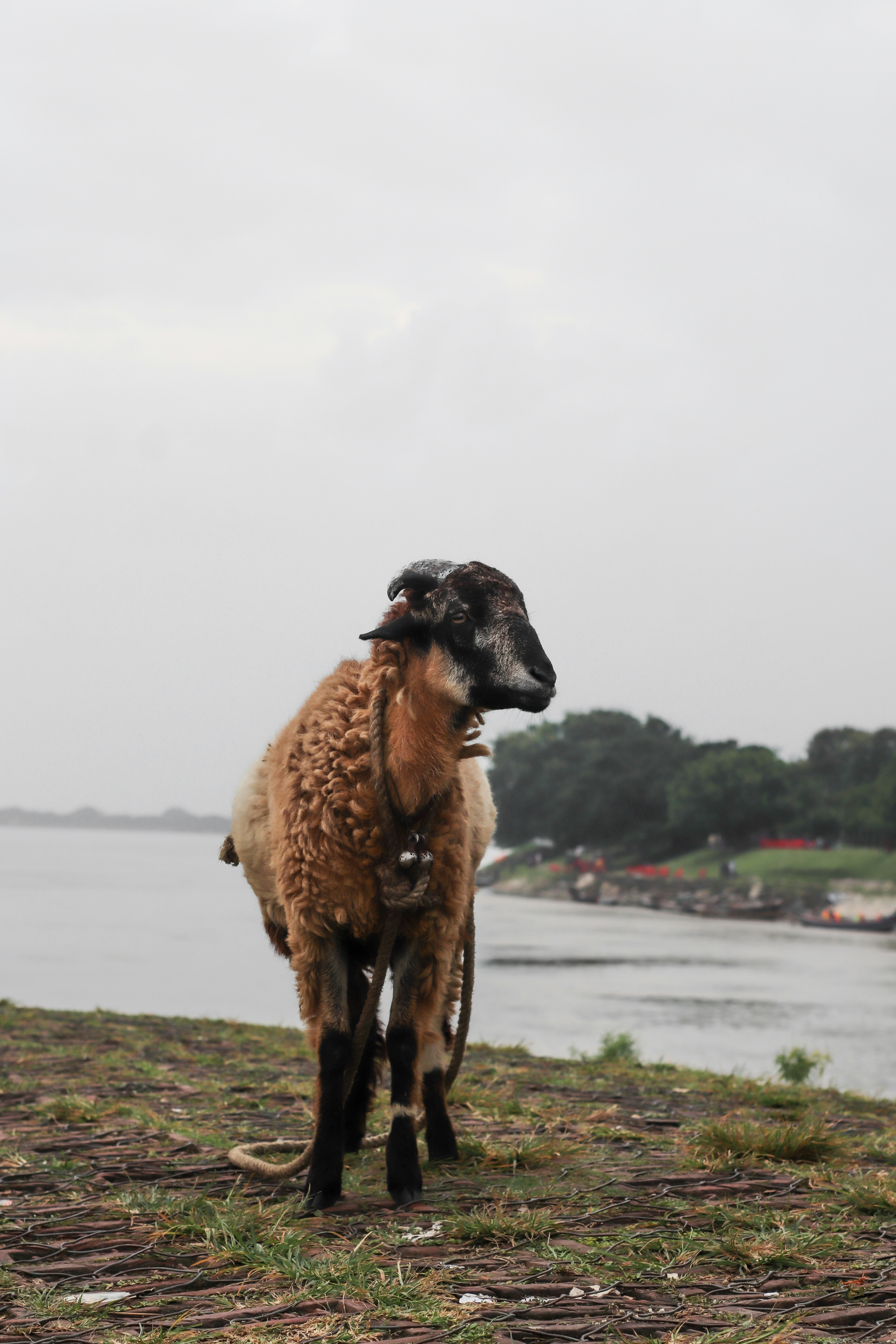Woolly Sentinel by the Misty Riverbank