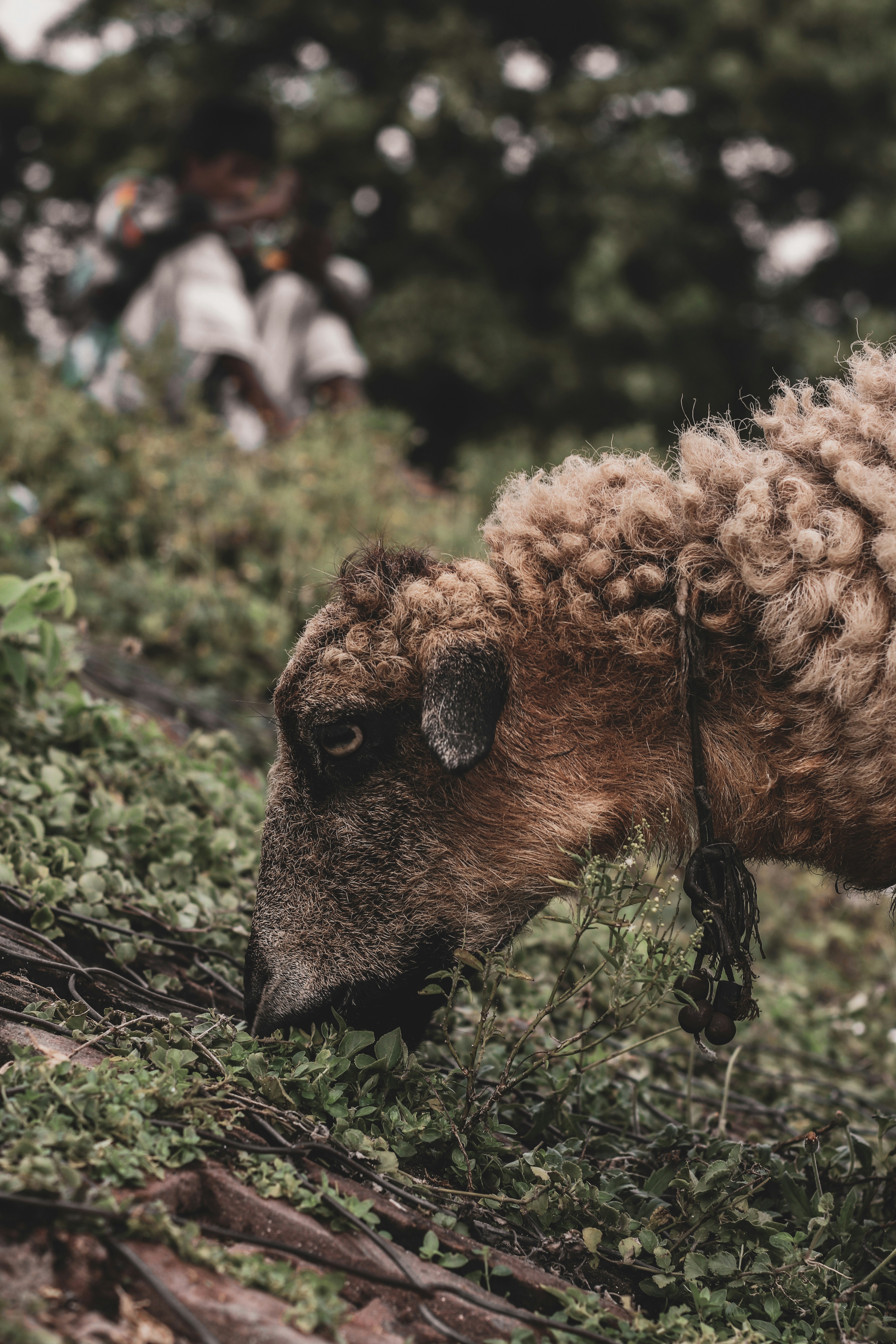 Grazing at the Garden Edge: A Curly-Haired Sheep by the Path