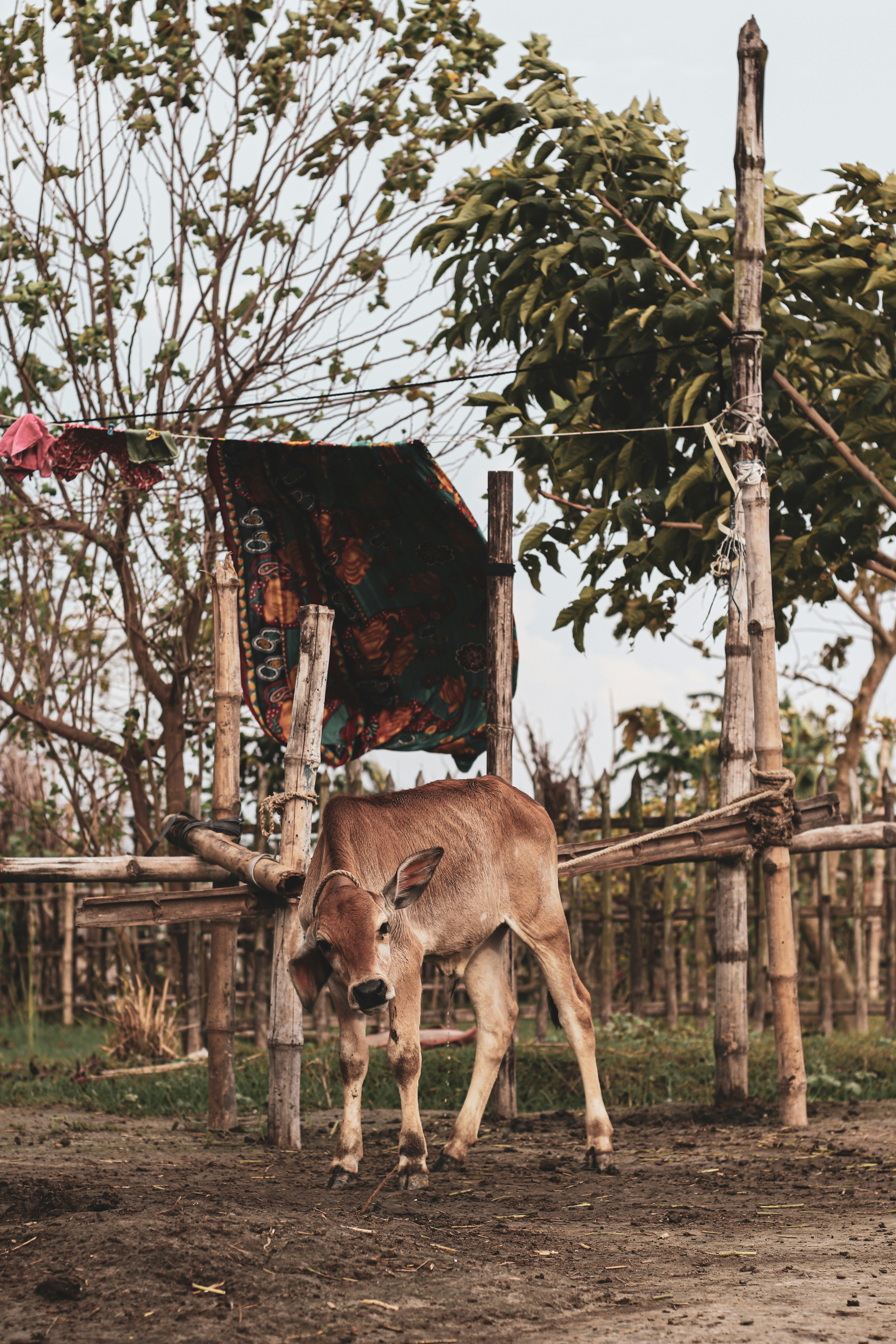 Curious Deer Beneath a Handwoven Shelter in a Rustic Pen