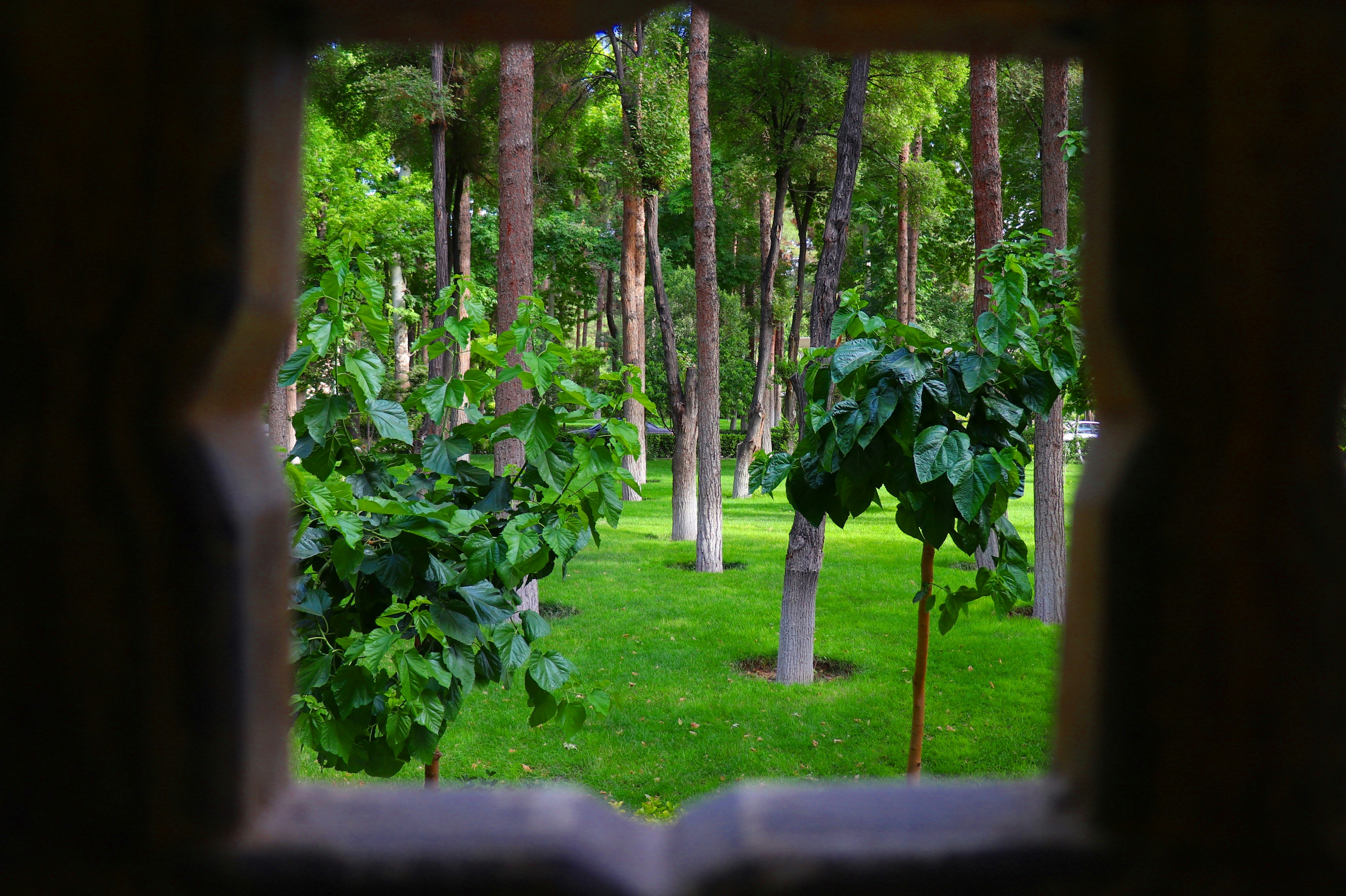 A view of a lush green forest through a window photo – Free Iran Image ...