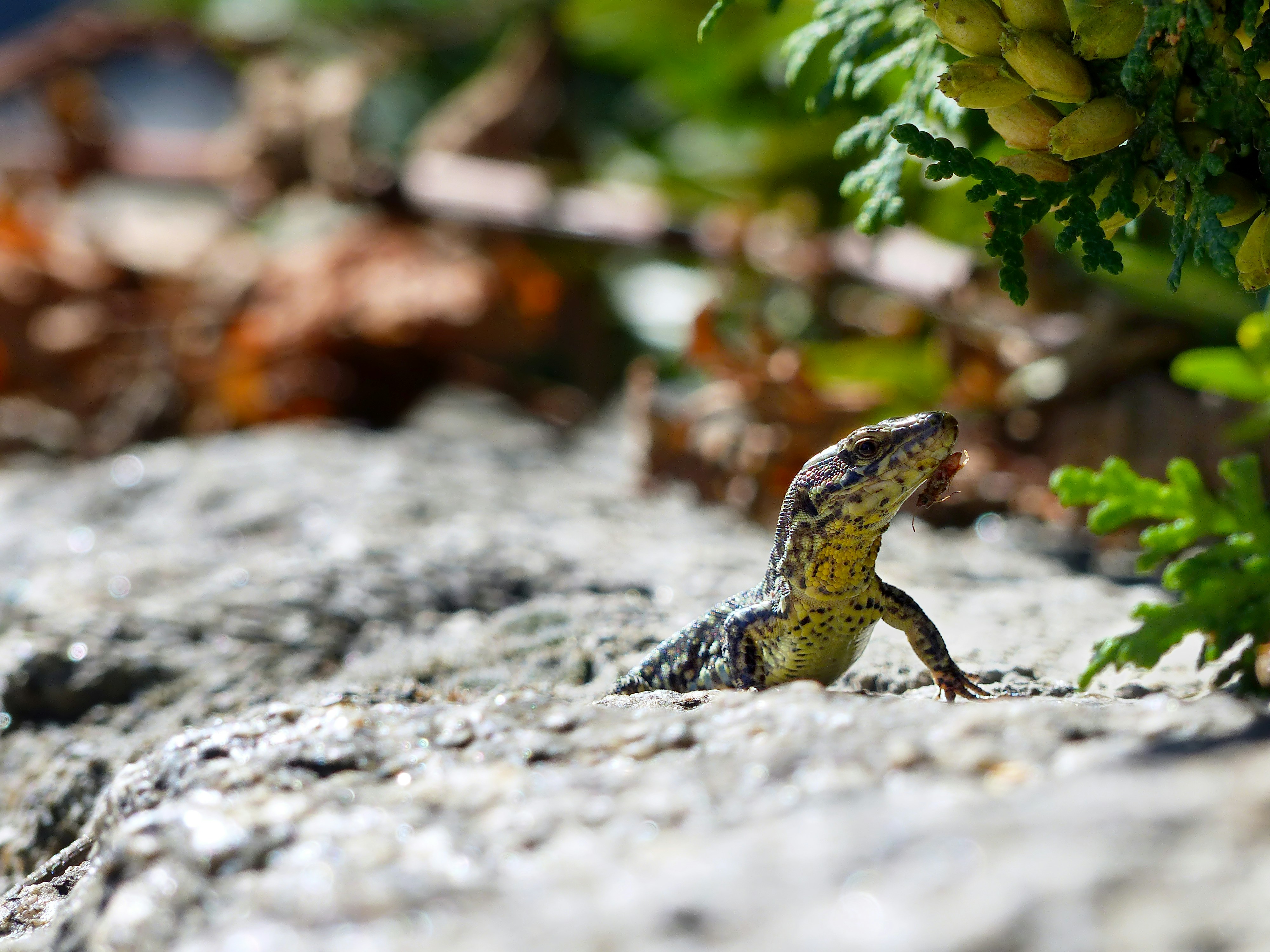 Nature's Subtle Observer
