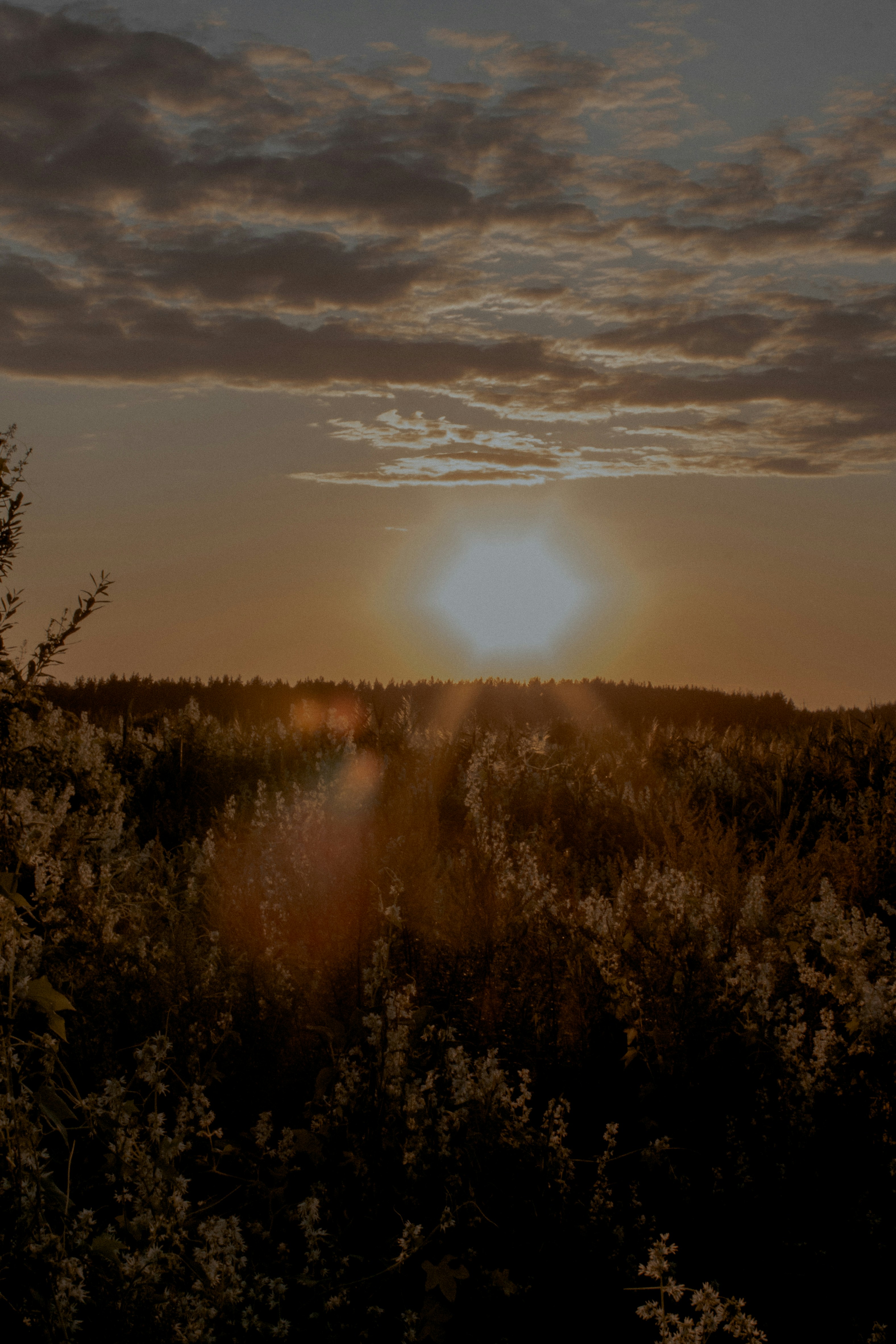 Sun setting over a field of wildflowers with dramatic clouds and warm light.