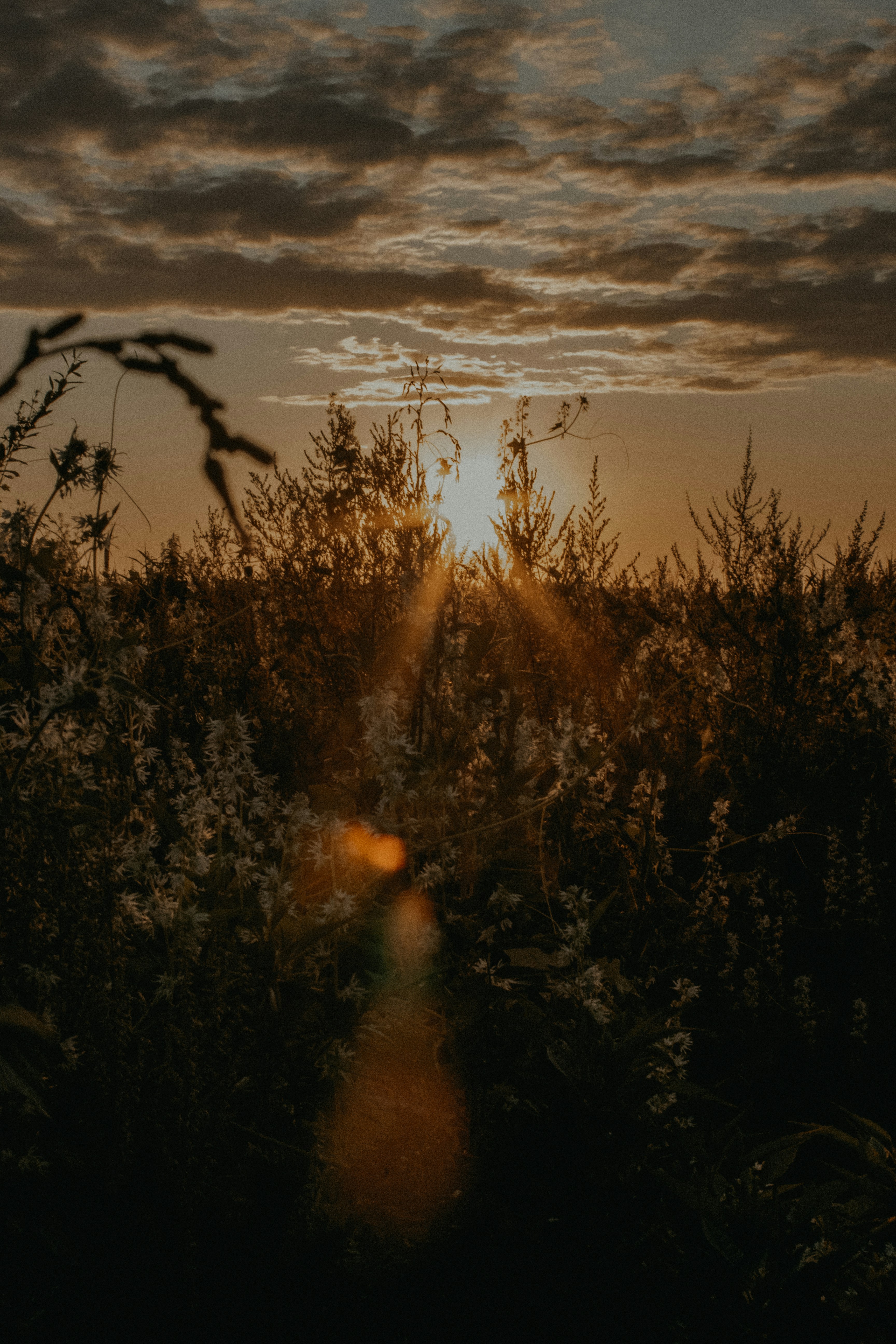 Sunset light filters through wild grasses, casting a warm glow and soft shadows.