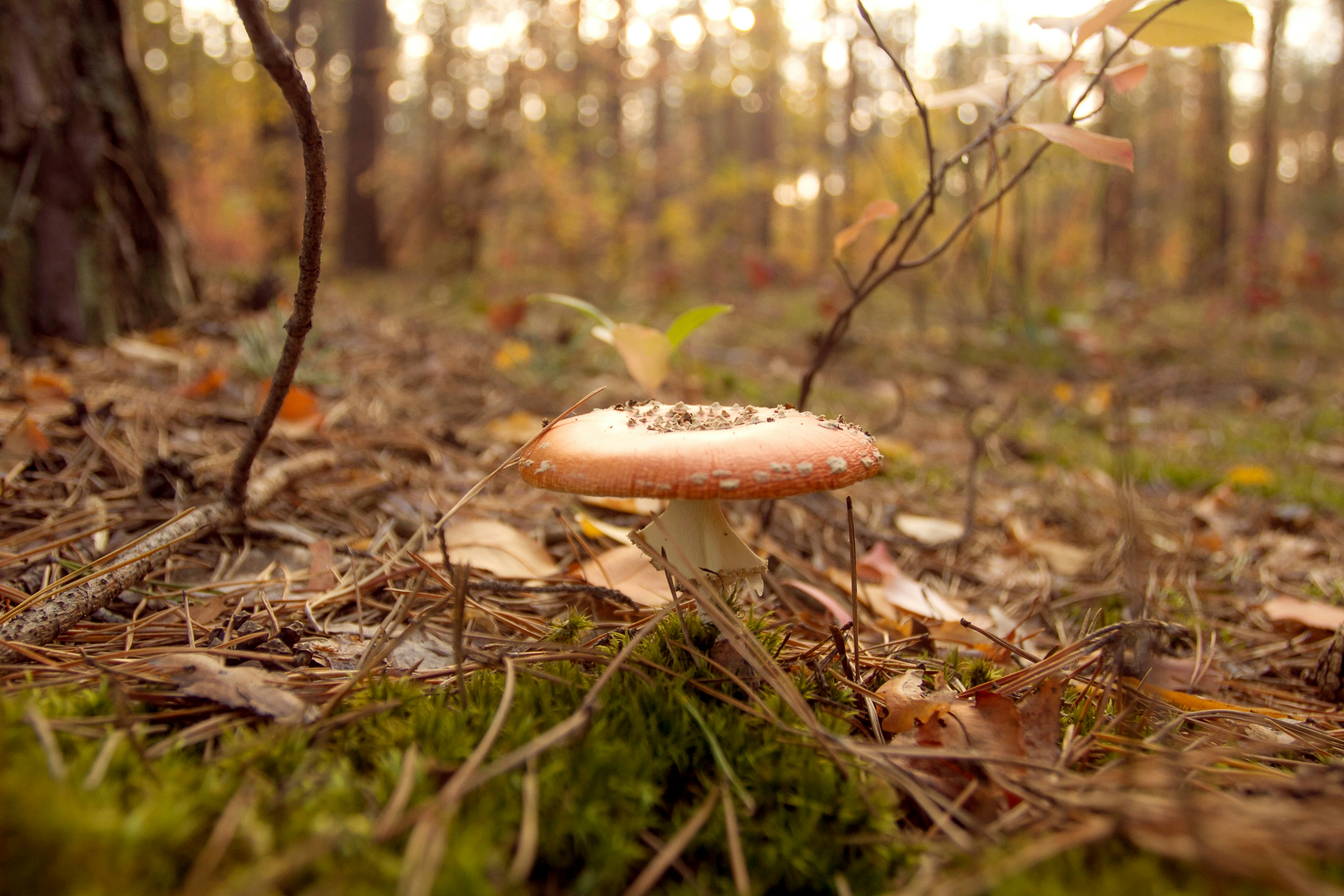 Cute mushrooms in the leaves at forest
